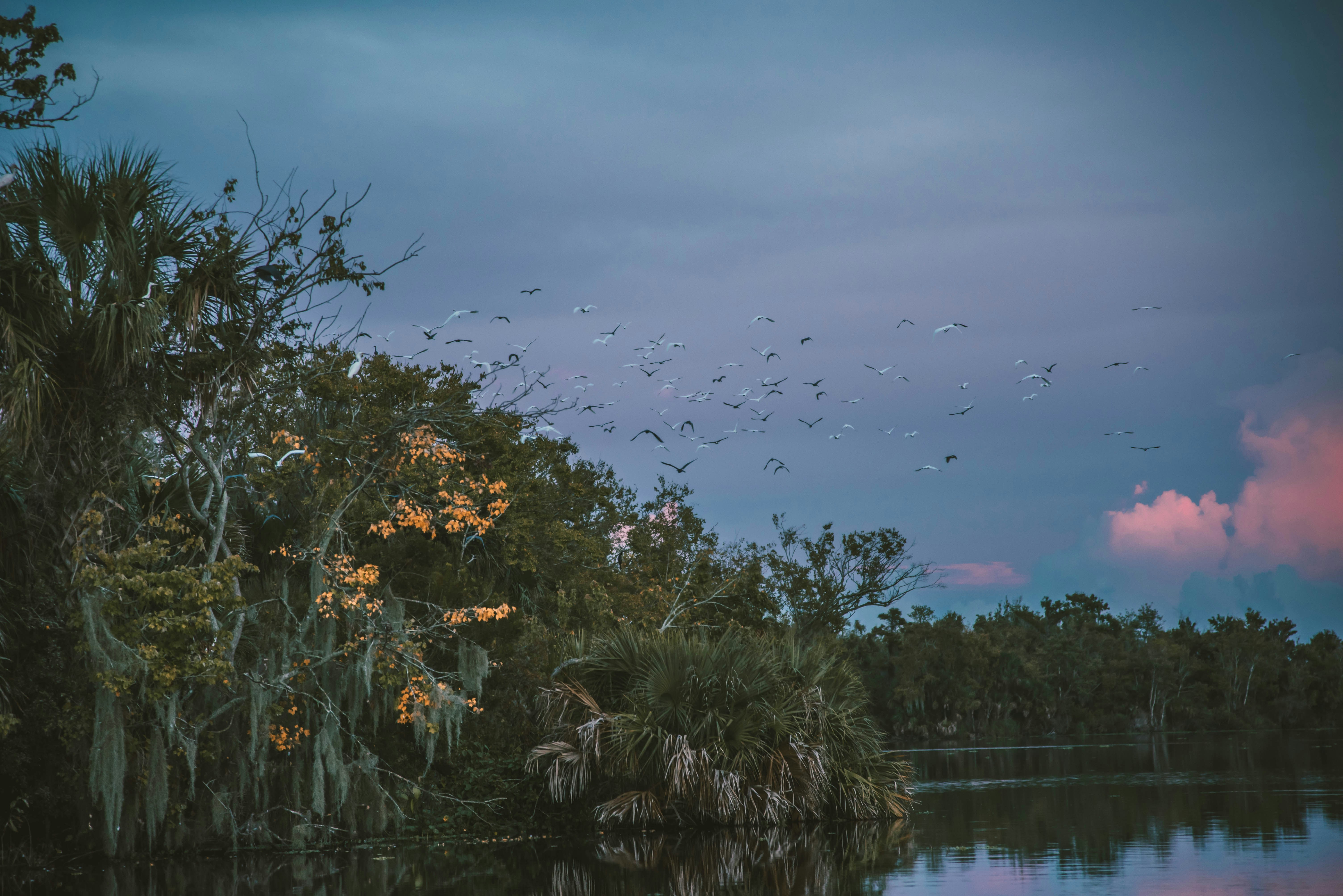Dusk Flight Across a Quiet Wetland