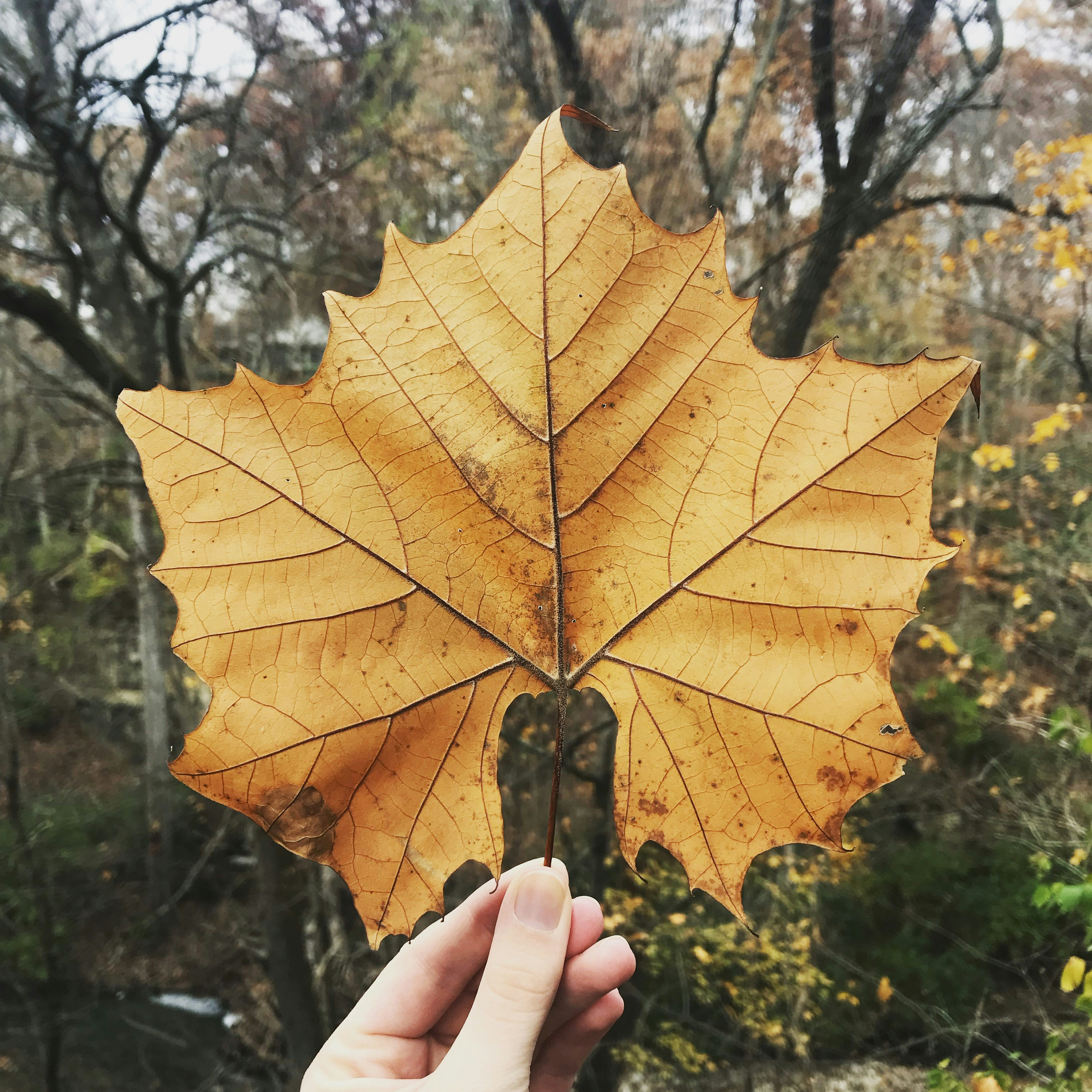 Sarah Otte (@justlikeso) | Unsplash Photo Community