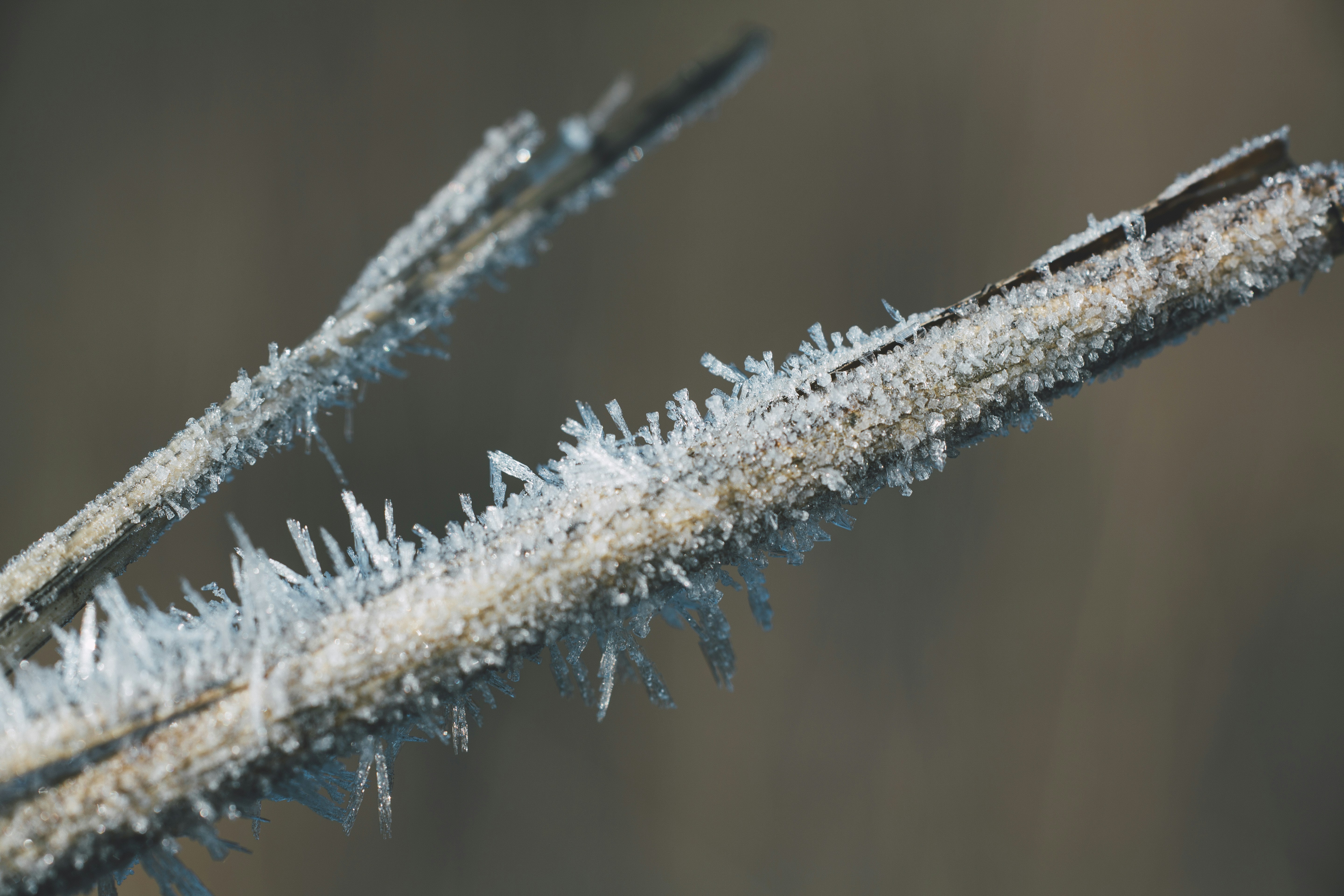 Frost-covered branches glisten in the morning light, showcasing intricate ice formations. The delicate crystals create a mesmerizing winter scene.