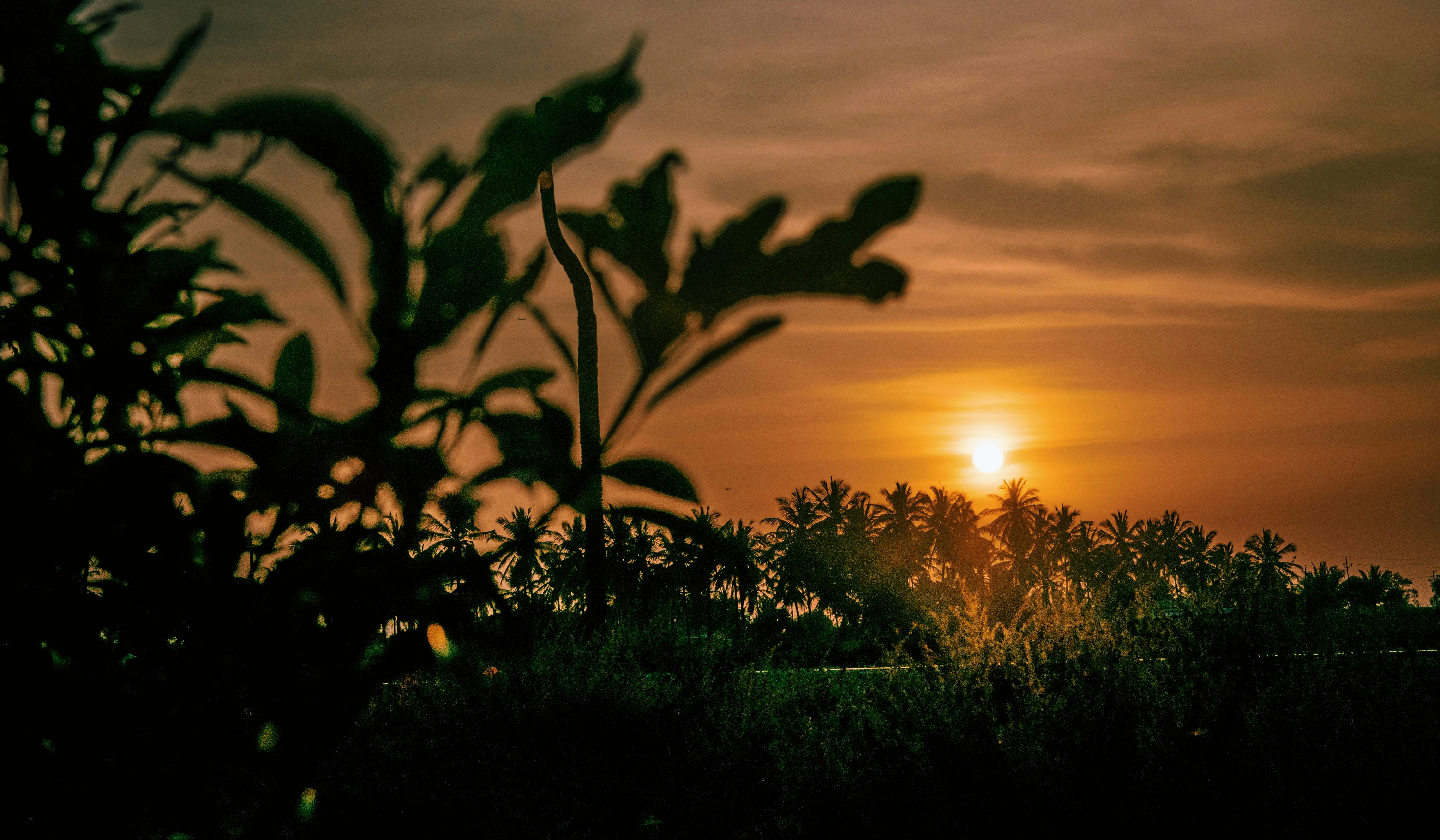 Pradeep Gopal (@protonomous) | Unsplash Photo Community