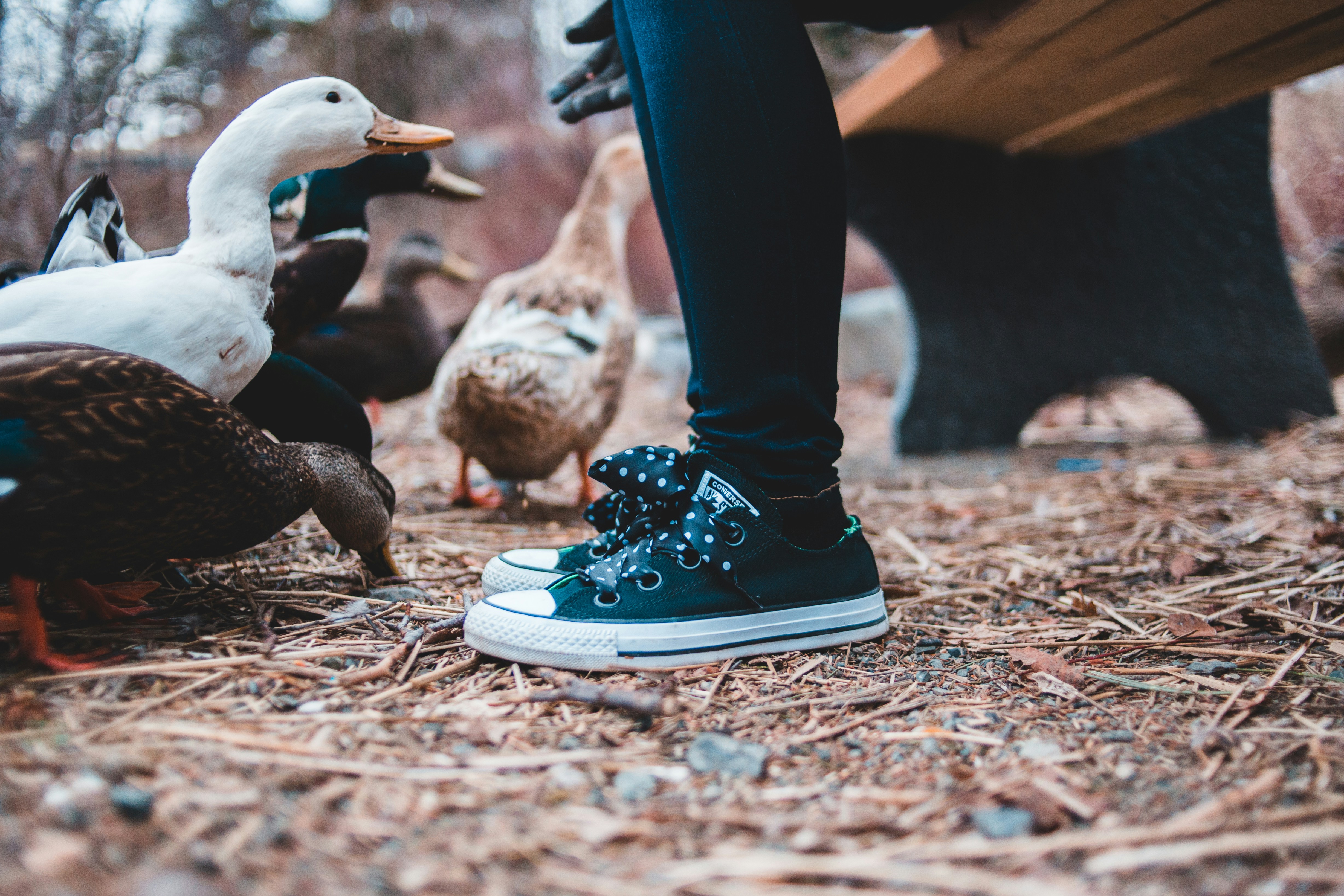 Converse at the Quack Assembly