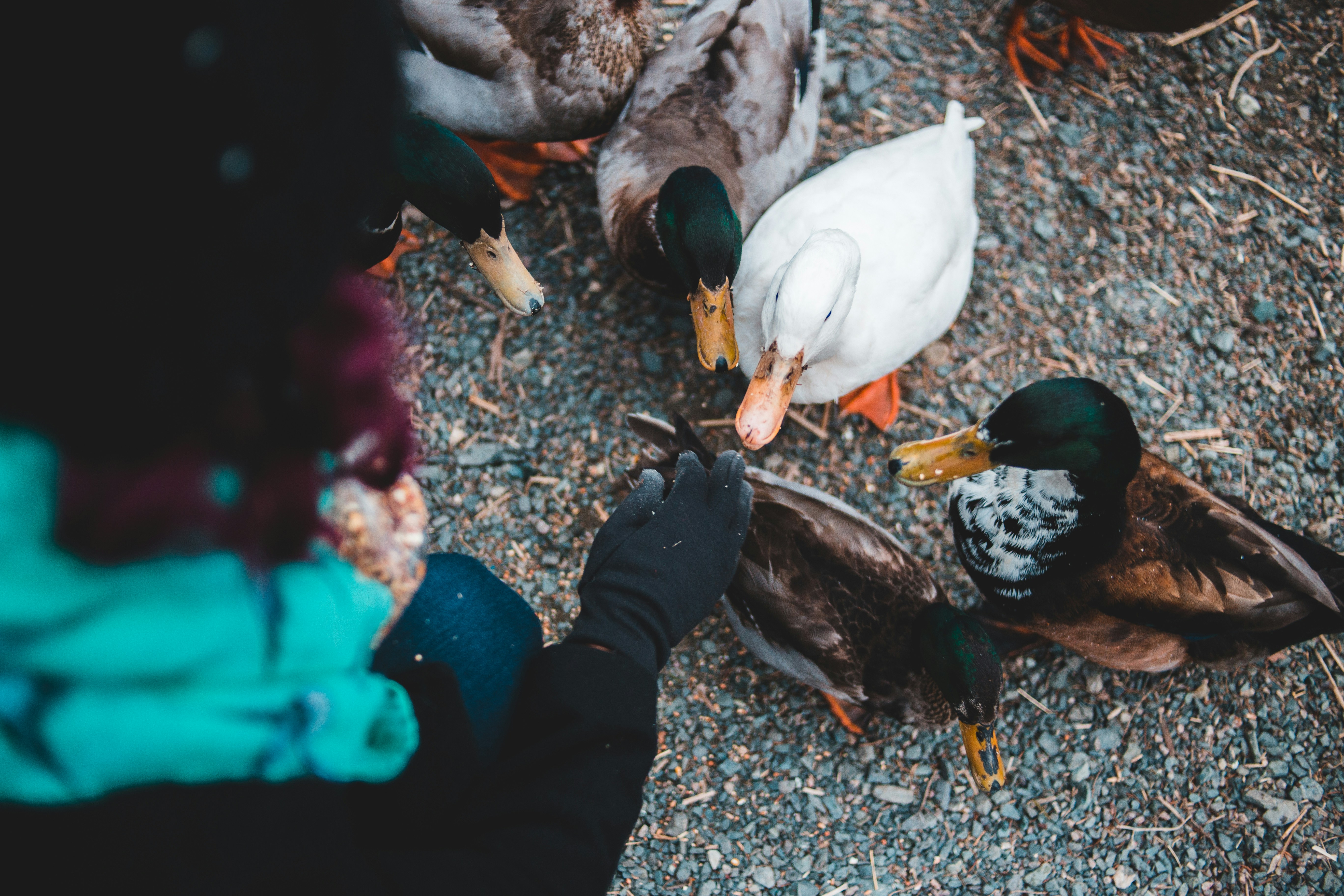 Person feeding ducks photo – Free Human Image on Unsplash
