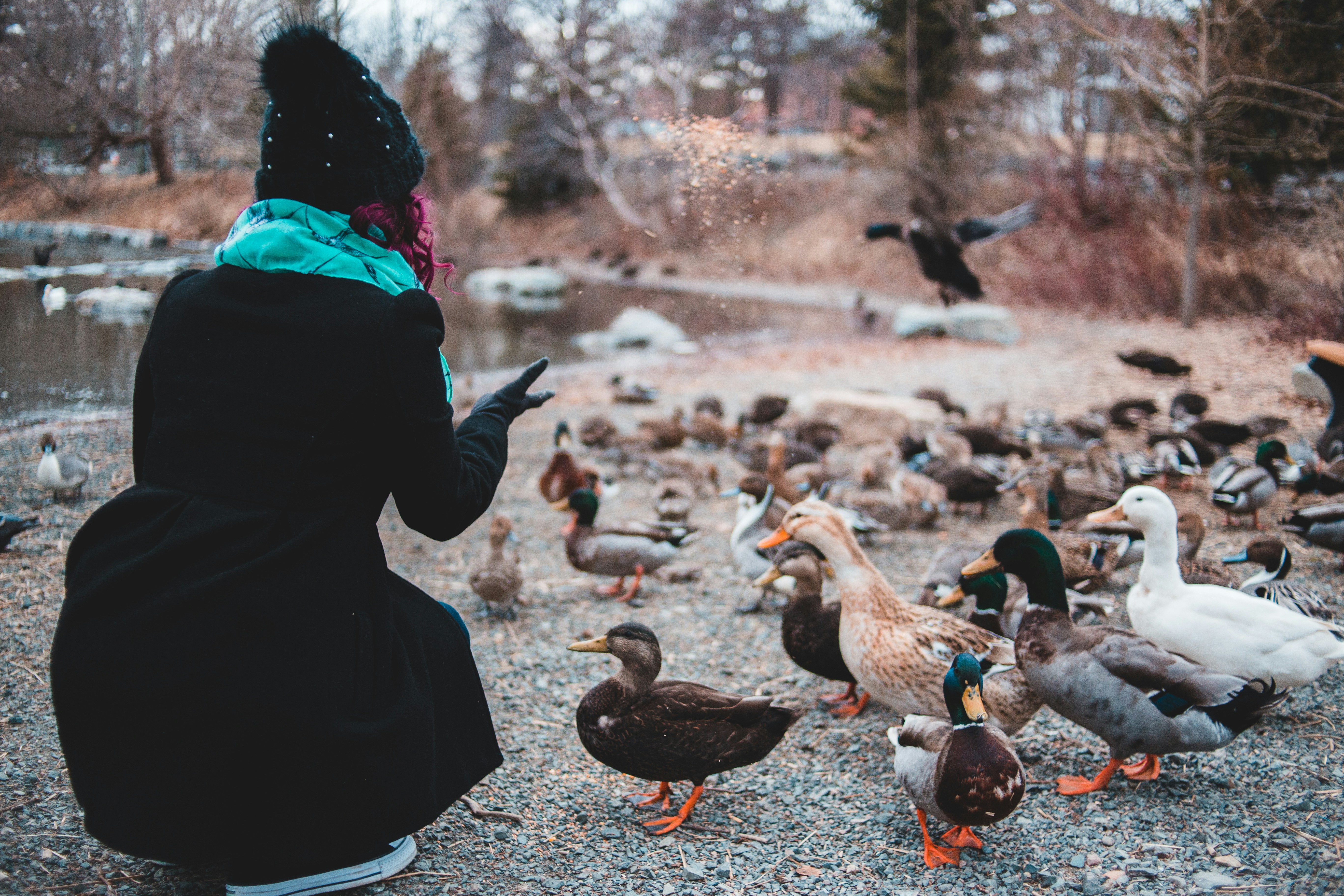Feeding Time at the Duck Pond: A Quiet Moment in Winter