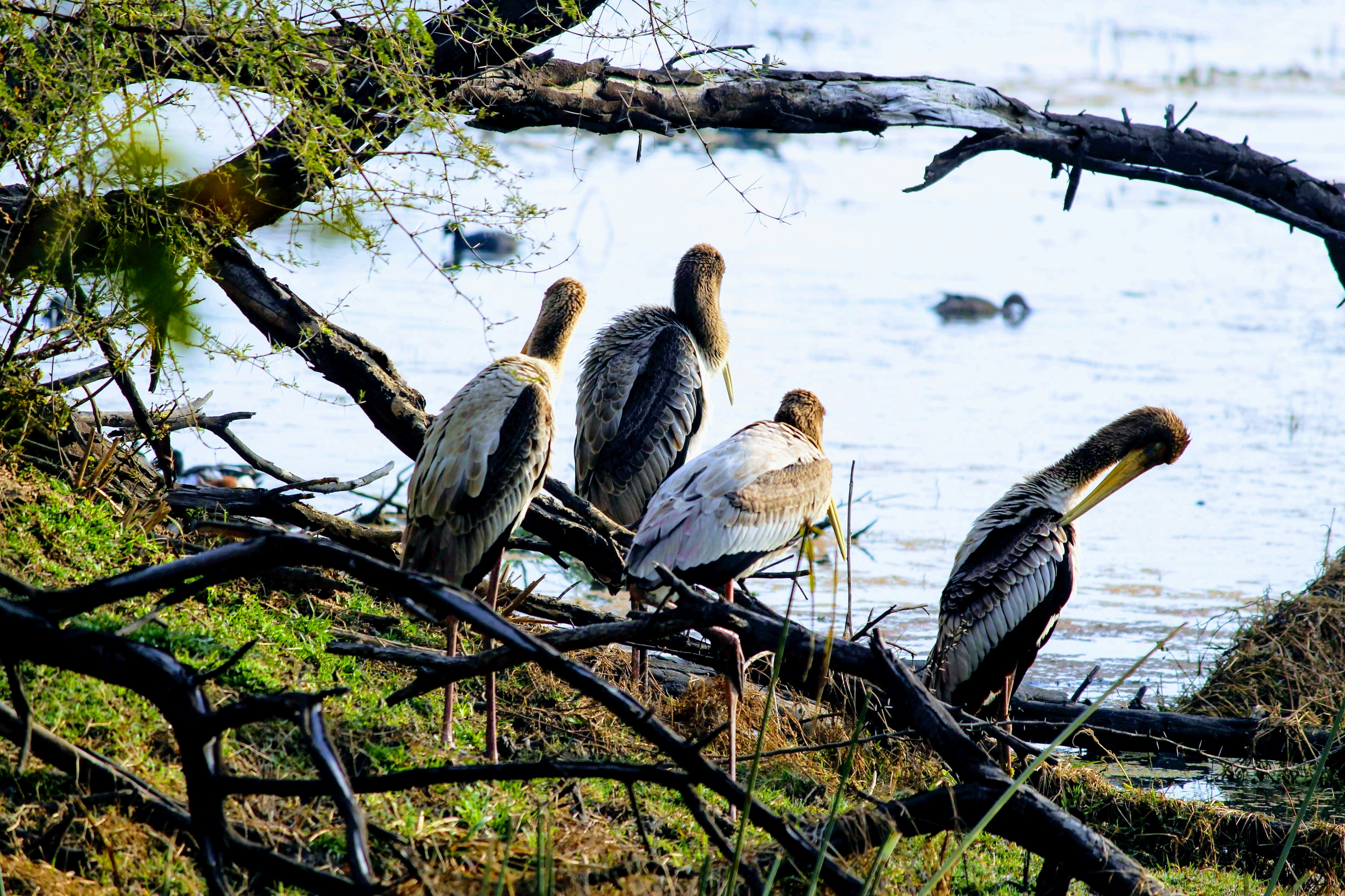 Pelicans Perched on Weathered Driftwood by a Quiet Riverside