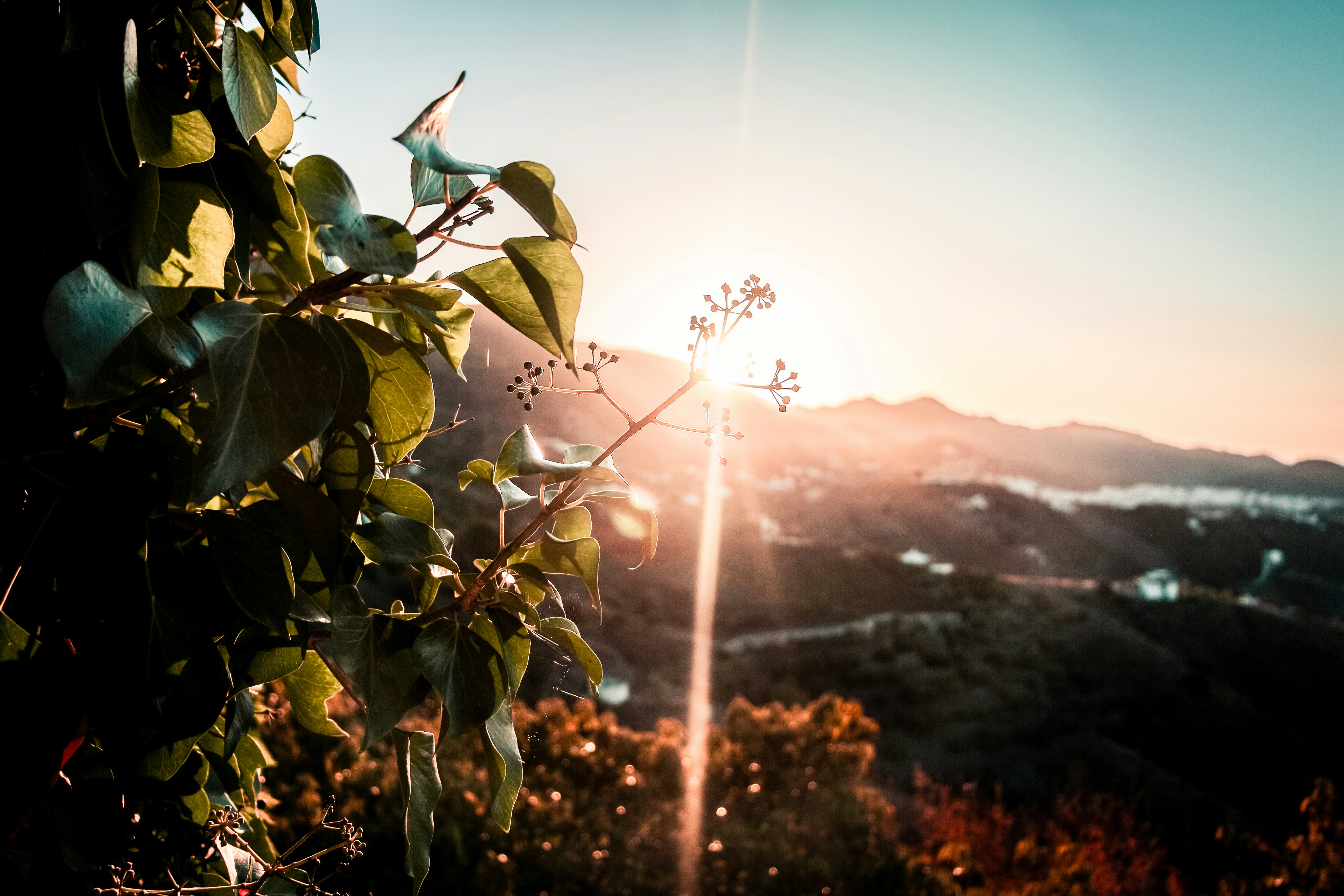 Vibrant green vines in the foreground with a sunrise casting warm light over distant mountains.