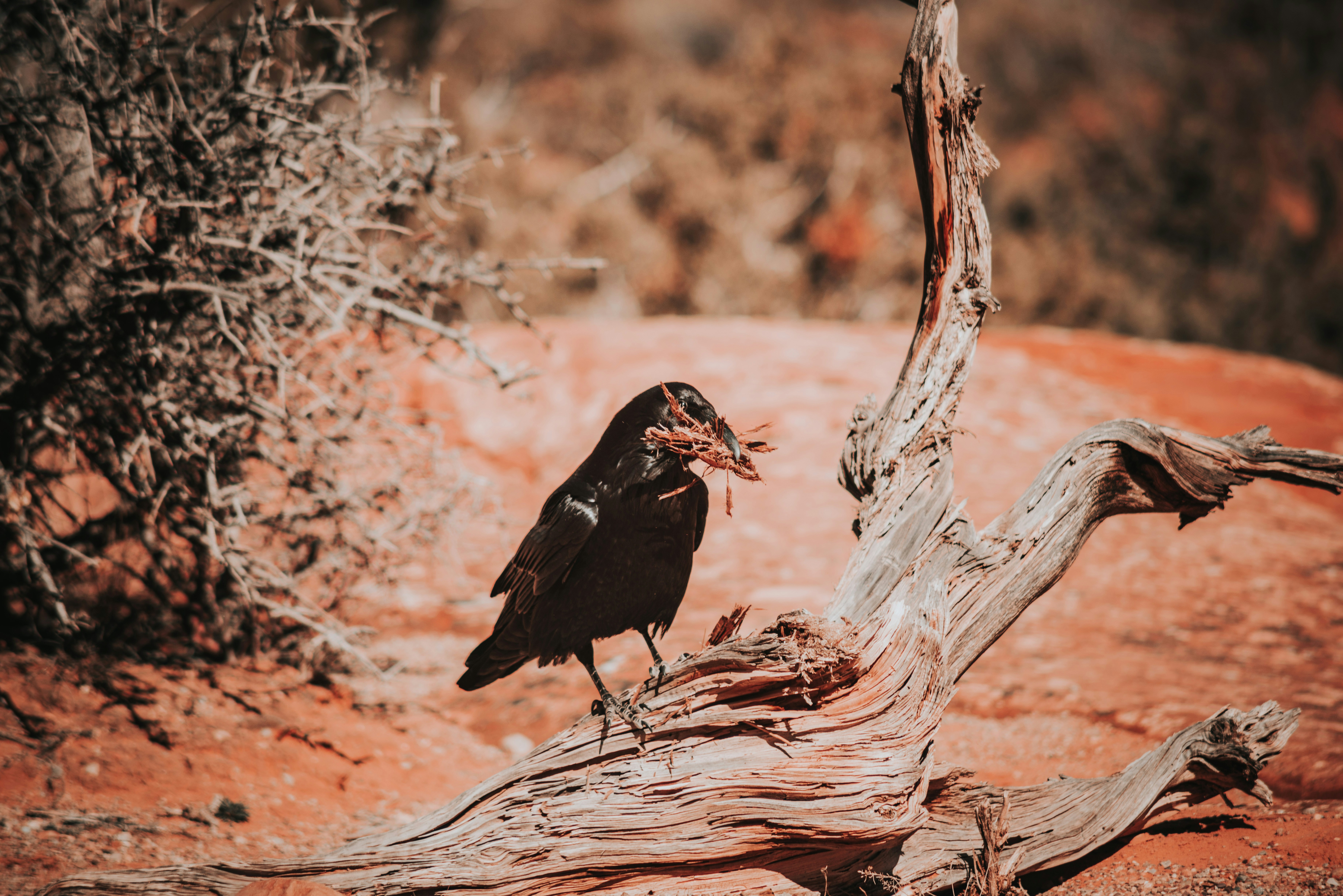 Raven on a Weathered Log Beneath Desert Ember Light