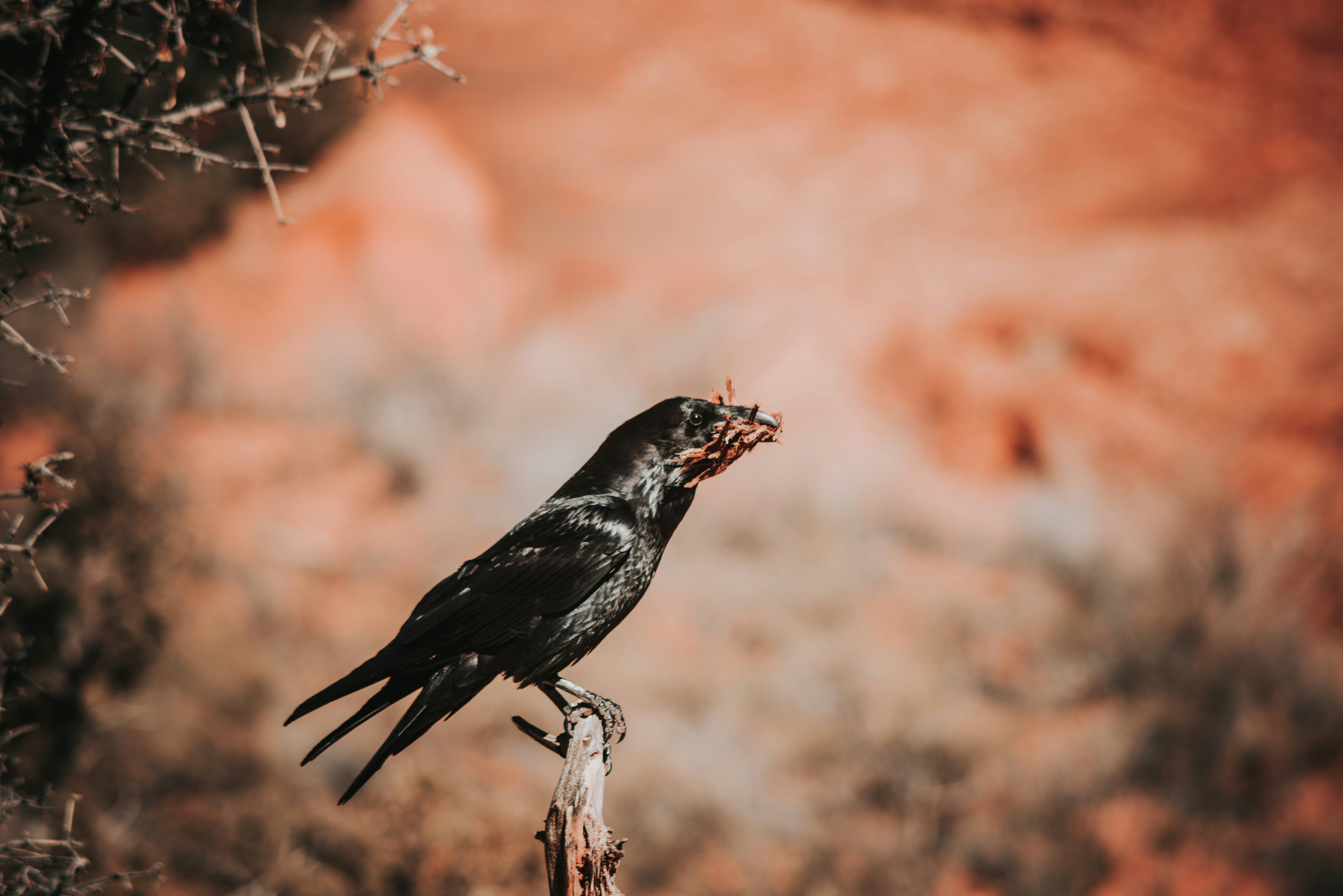 Ember Horizon: Crow on a Weathered Branch