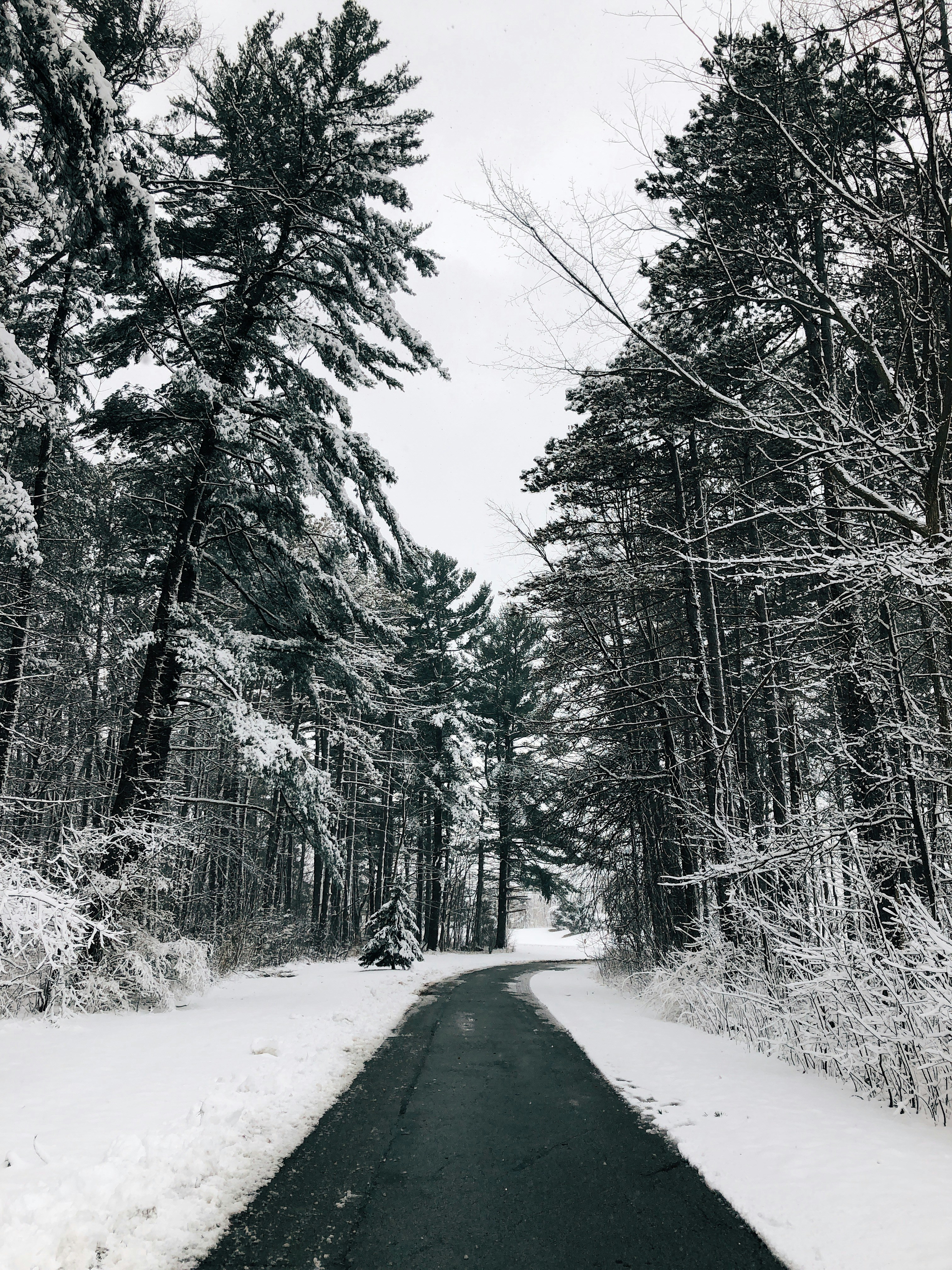 Snow-Laced Corridor: A Narrow Road Between Pines