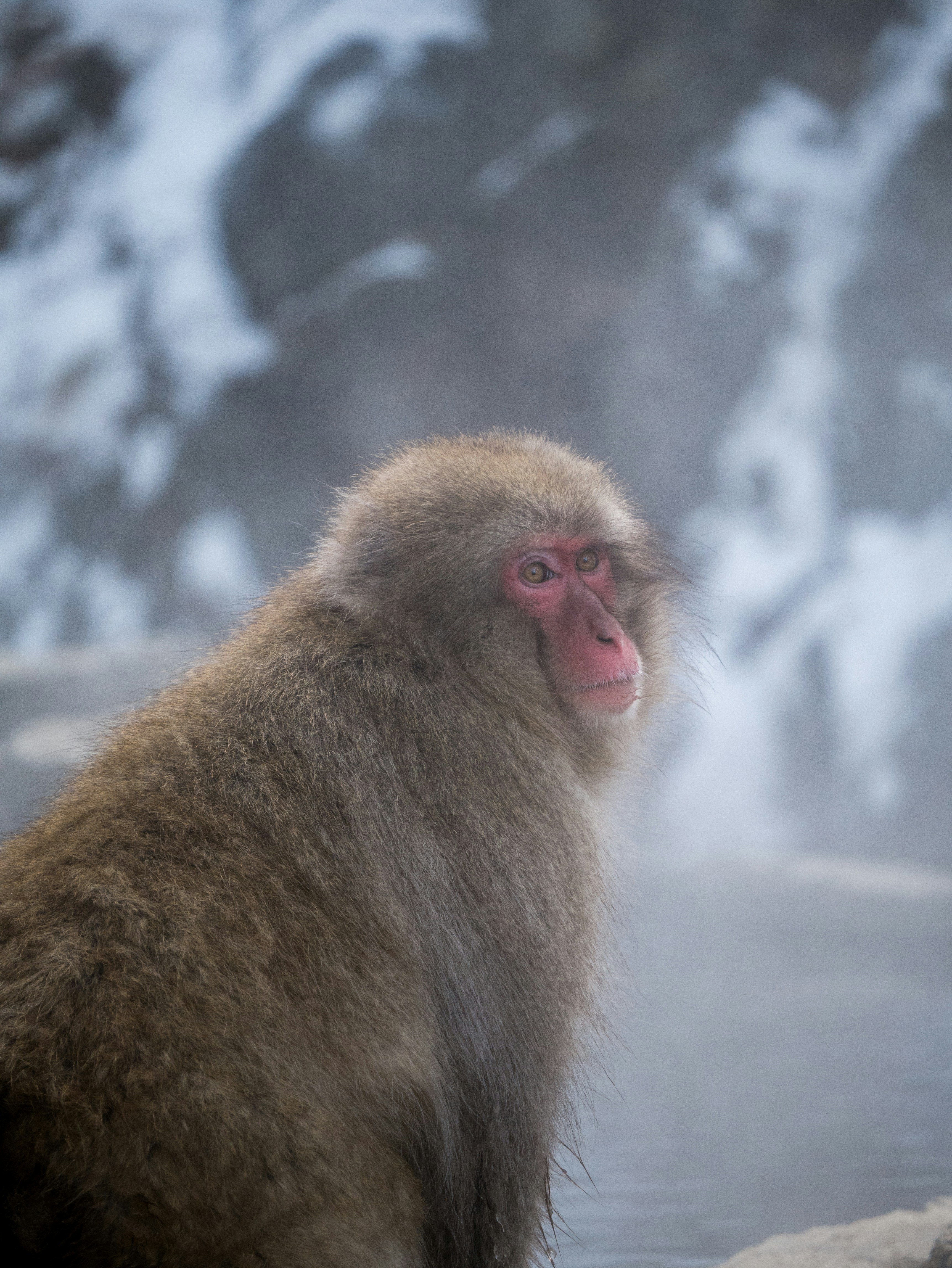 A snow monkey gazes thoughtfully while surrounded by a misty, wintry landscape, showcasing its unique features and fur texture.
