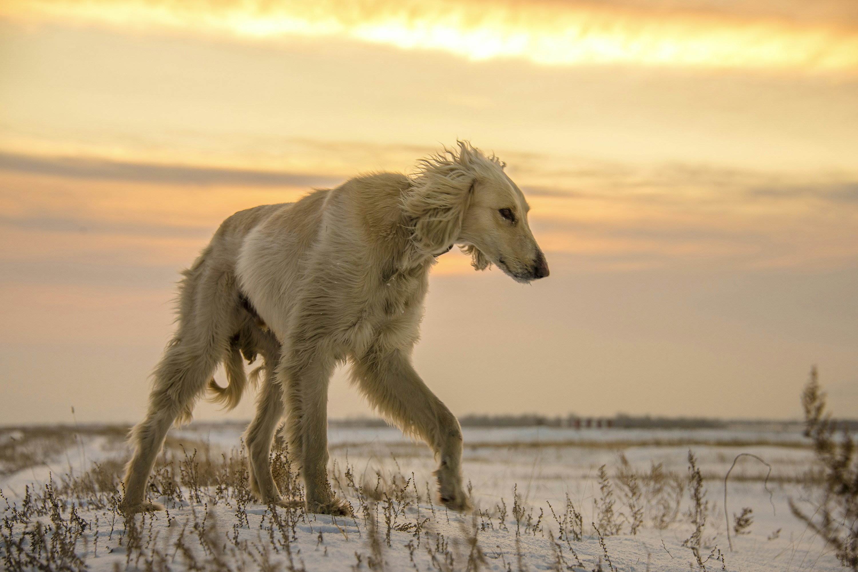 Sundown Stride: A Pale Hound Crossing a Snow-Washed Tundra