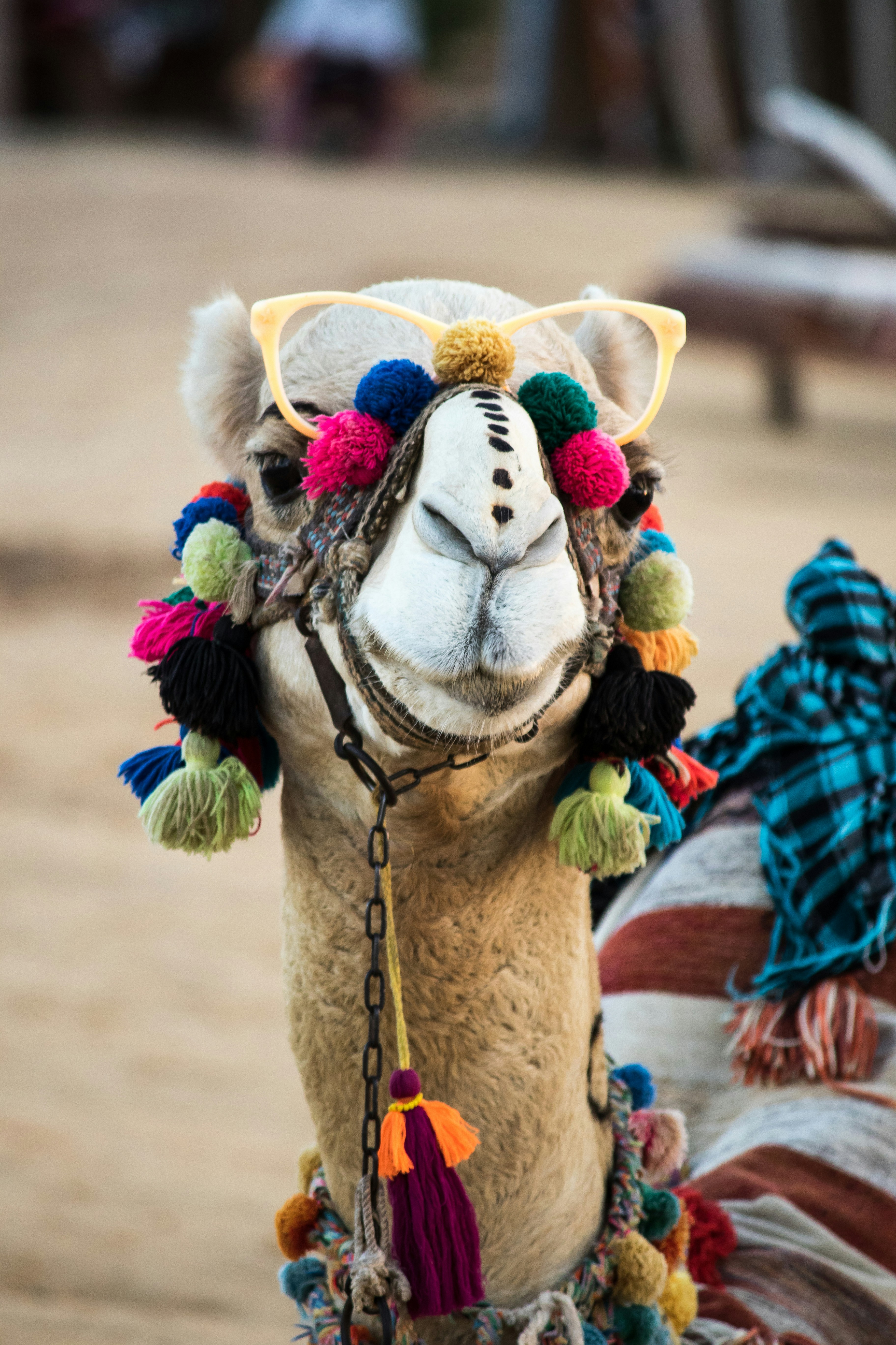 Tassel-Crowned Camel in Sunglasses: A Whimsical Desert Icon