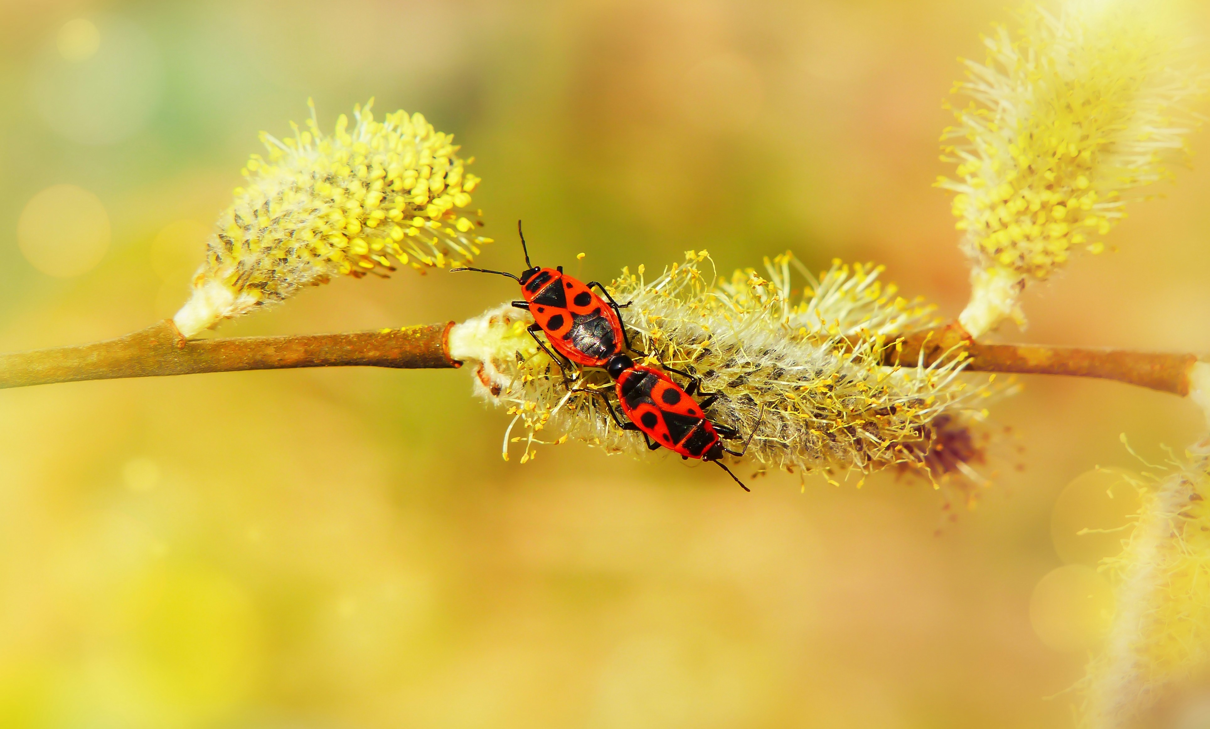 Red and black bugs on tree branch photo – Free Brown Image on Unsplash