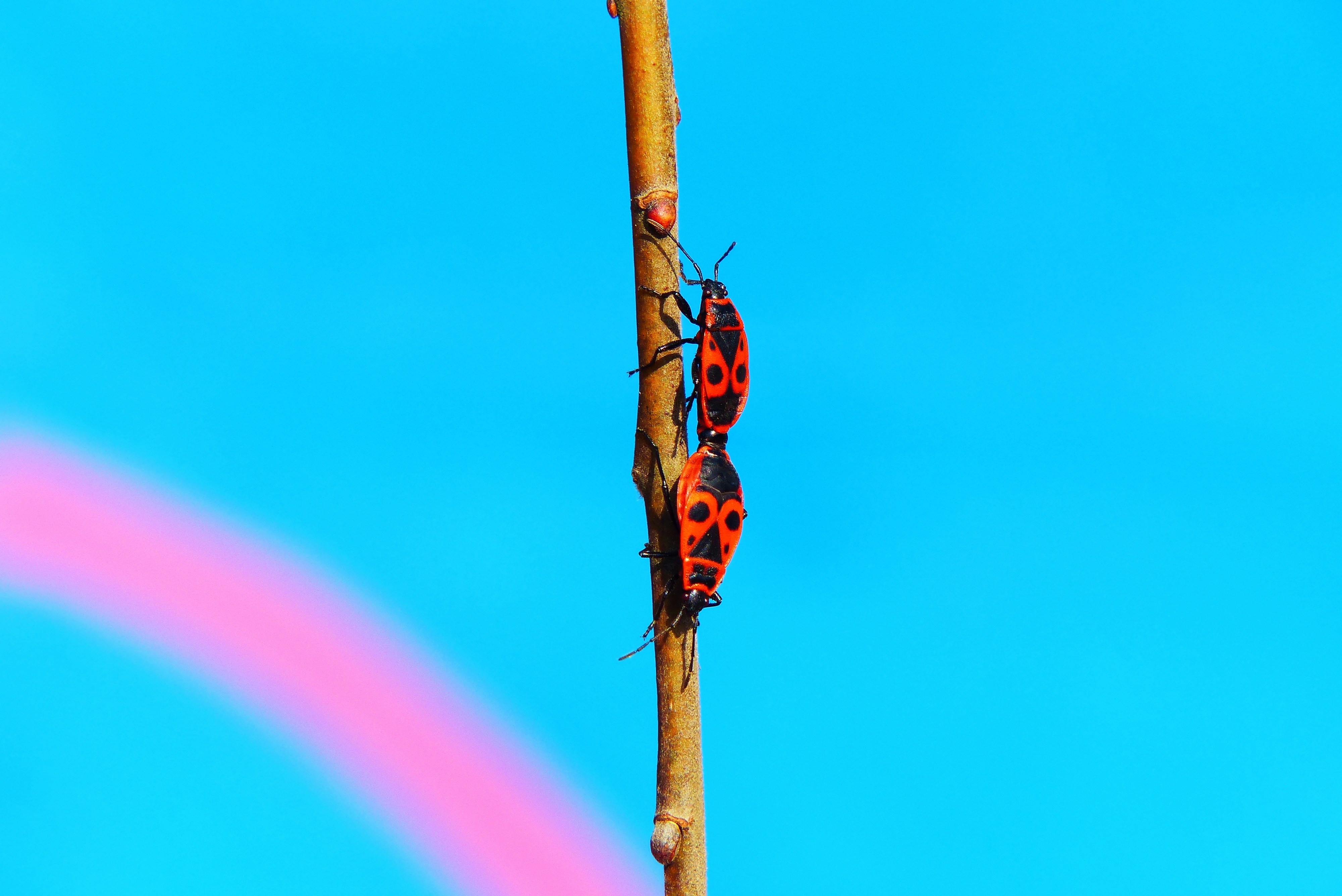 Firebug Duet on a Lone Twig Under a Brilliant Blue Sky