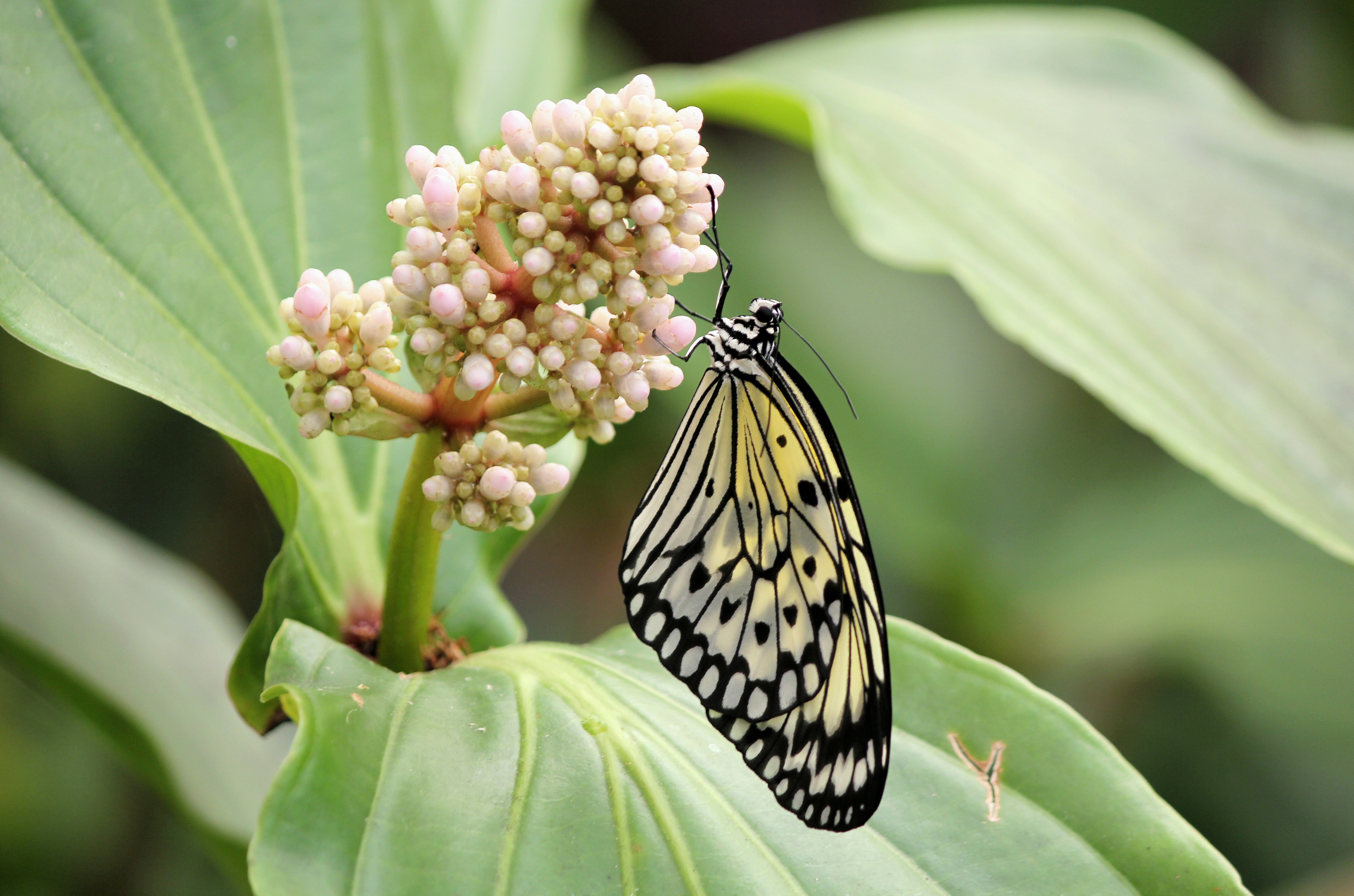 Pastel-winged butterfly perched on a pink bud cluster among glossy tropical leaves