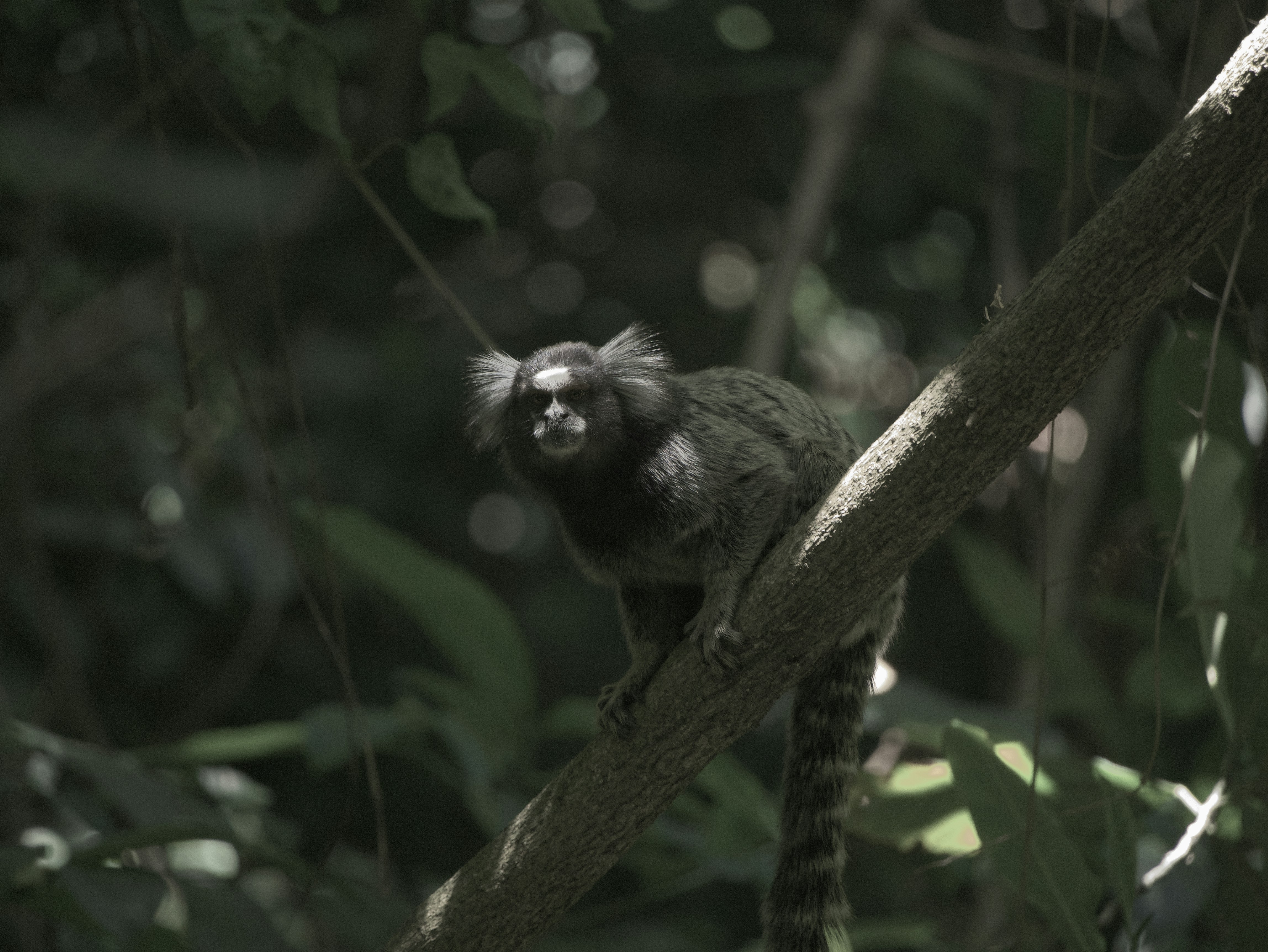 A marmoset perched on a branch amidst lush green foliage, showcasing its distinctive features and curious expression.