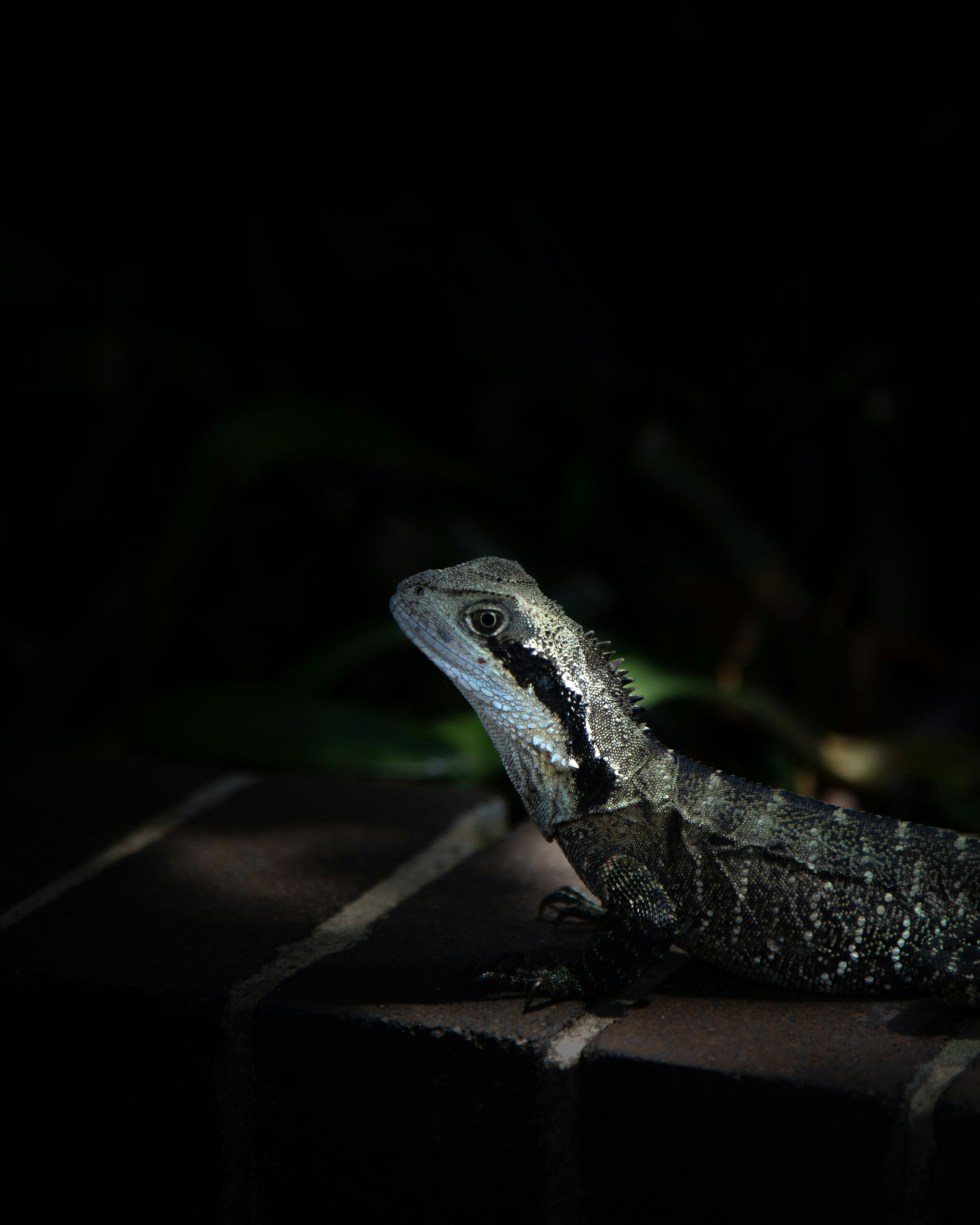 A lizard perched on a brick surface, partially illuminated, with dark foliage in the background. The contrast highlights its detailed scales.