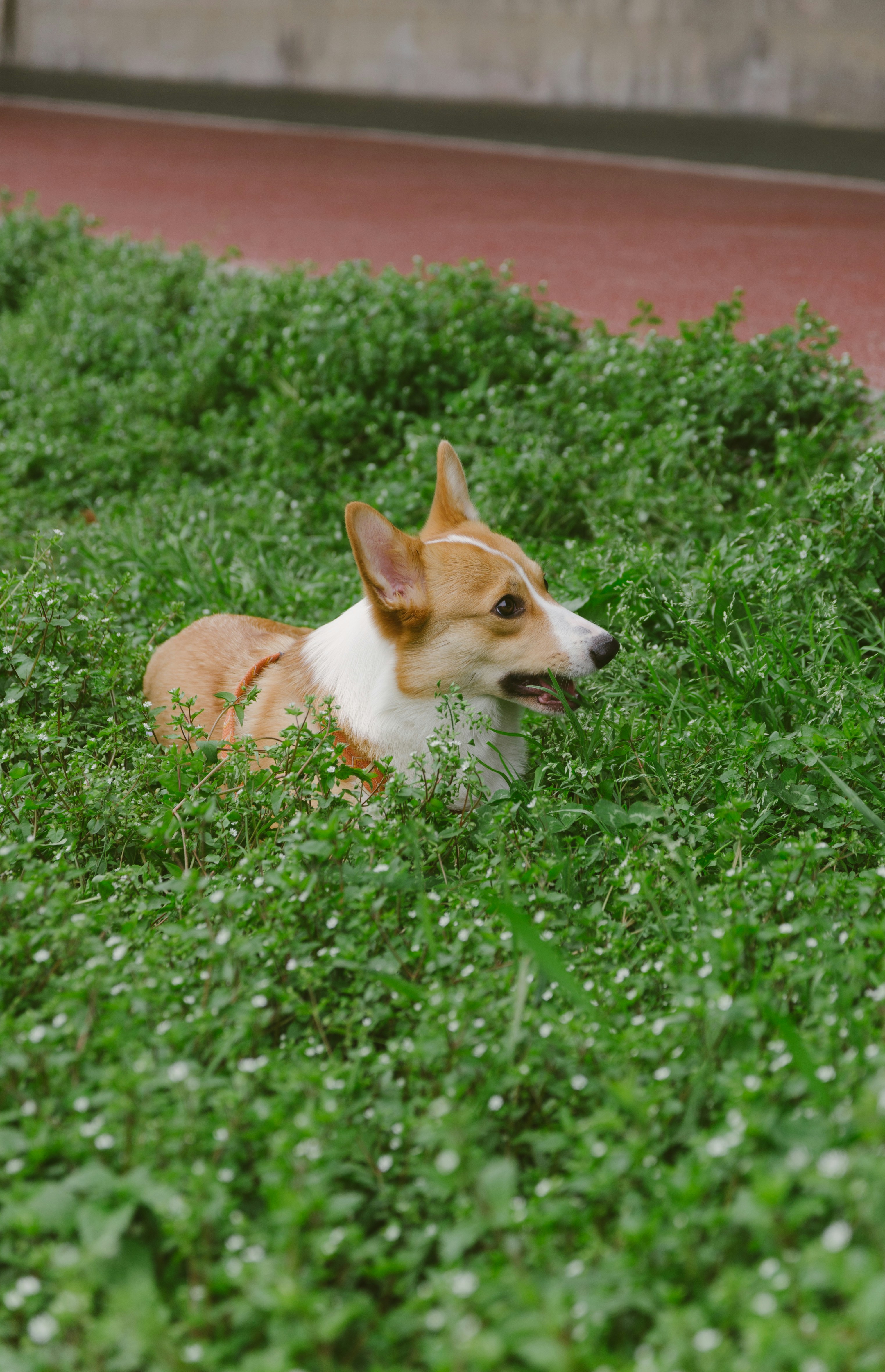 Corgi in a Sea of Clover by the Running Track