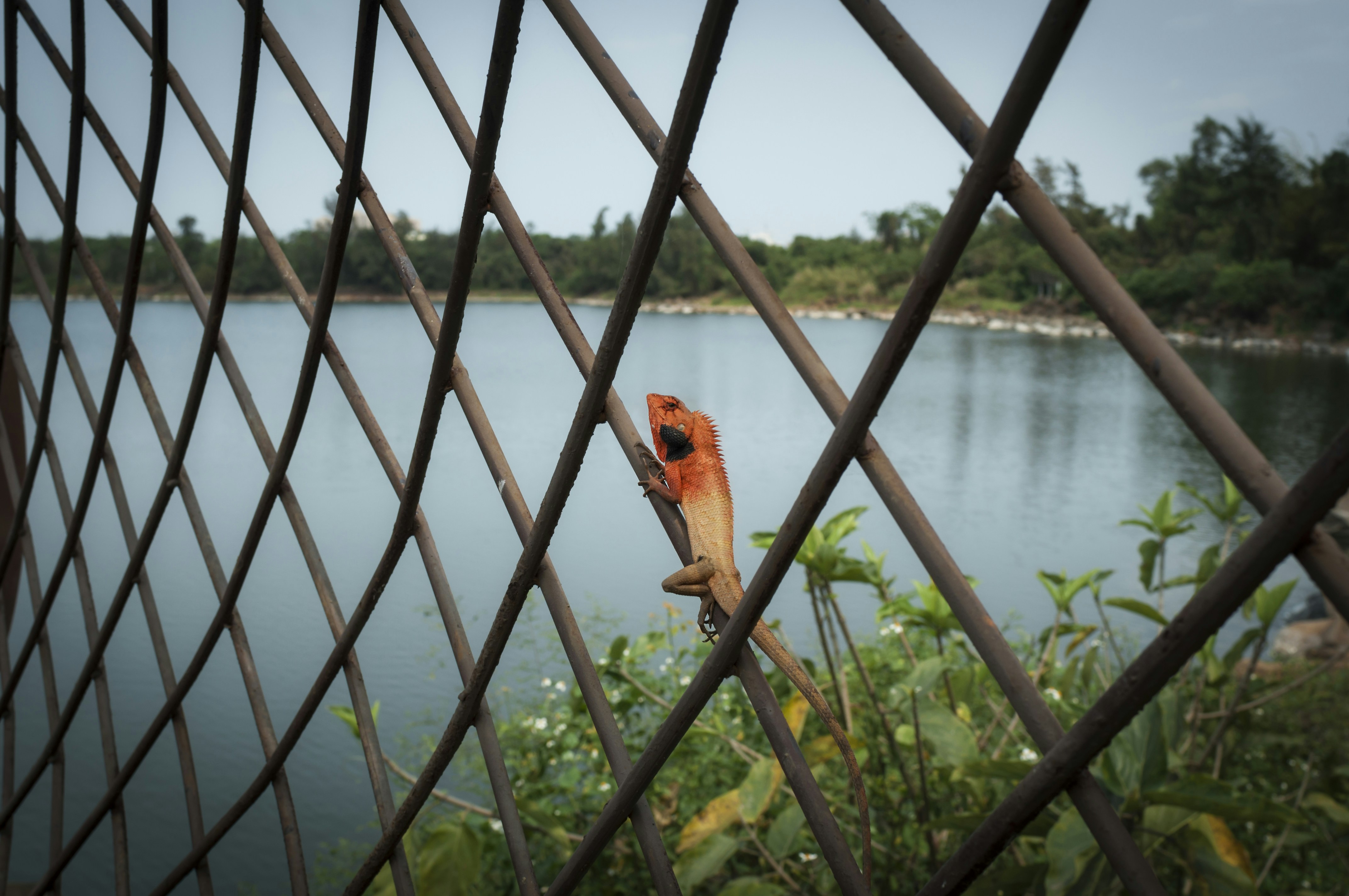 Rusty Clove: A Weaving Vines Centered on a Break in the Metal Mesh