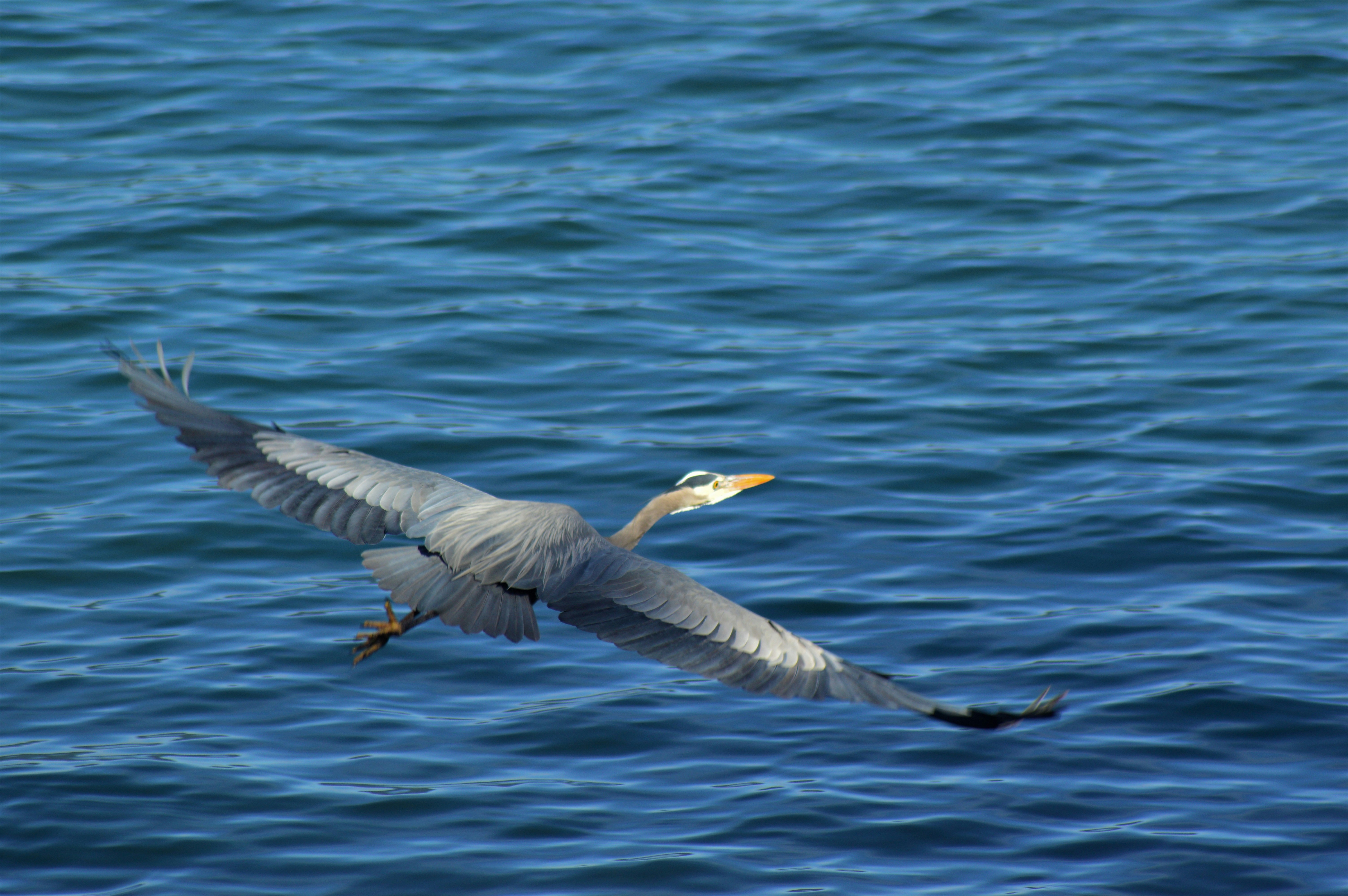Wingbeat Over Cerulean: A Gray Heron in Full Glide
