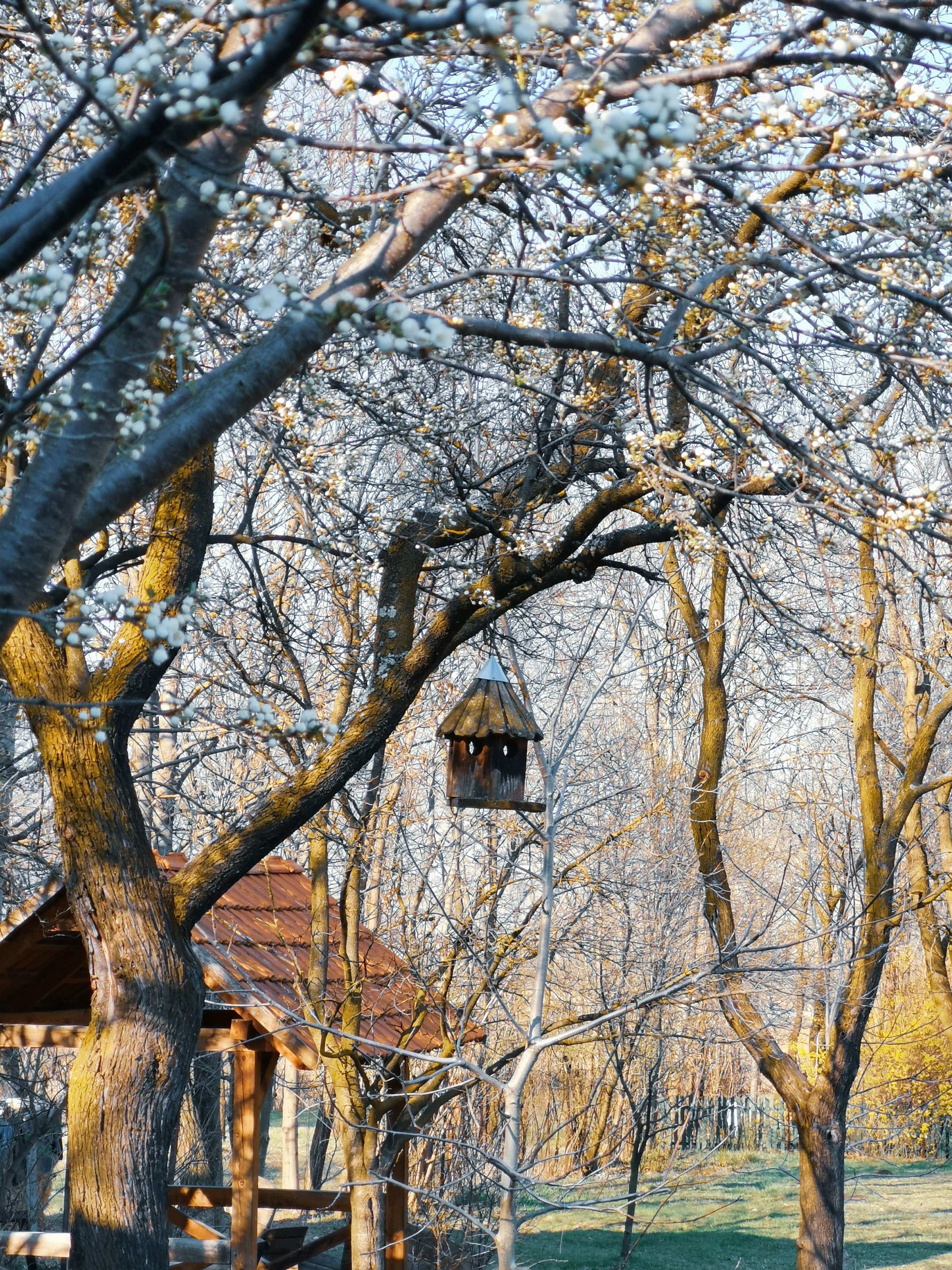 Birdhouse in the Lacework of Spring: A Quiet Garden Moment