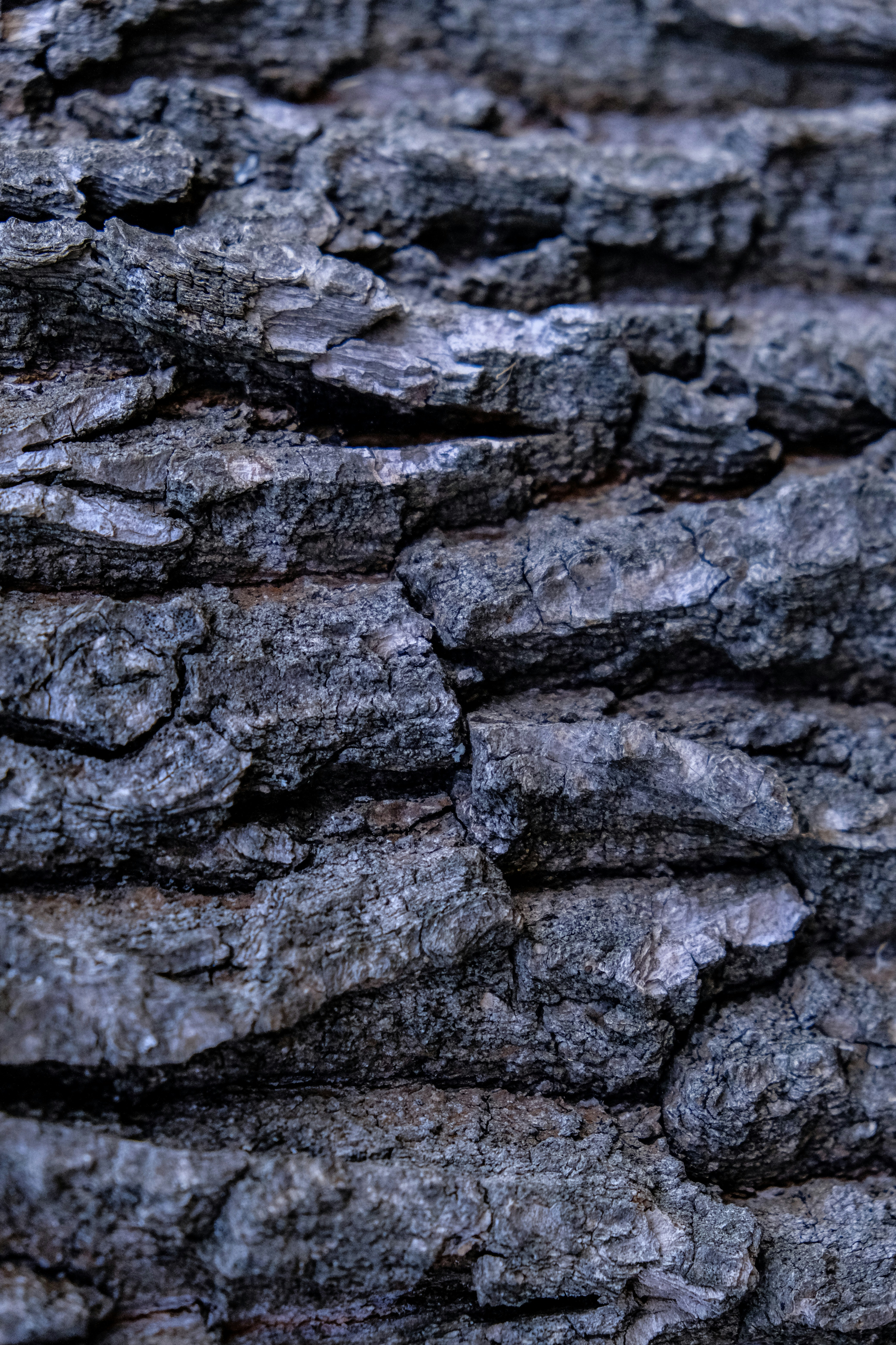 Close-up of rugged tree bark showcasing intricate patterns and textures.
