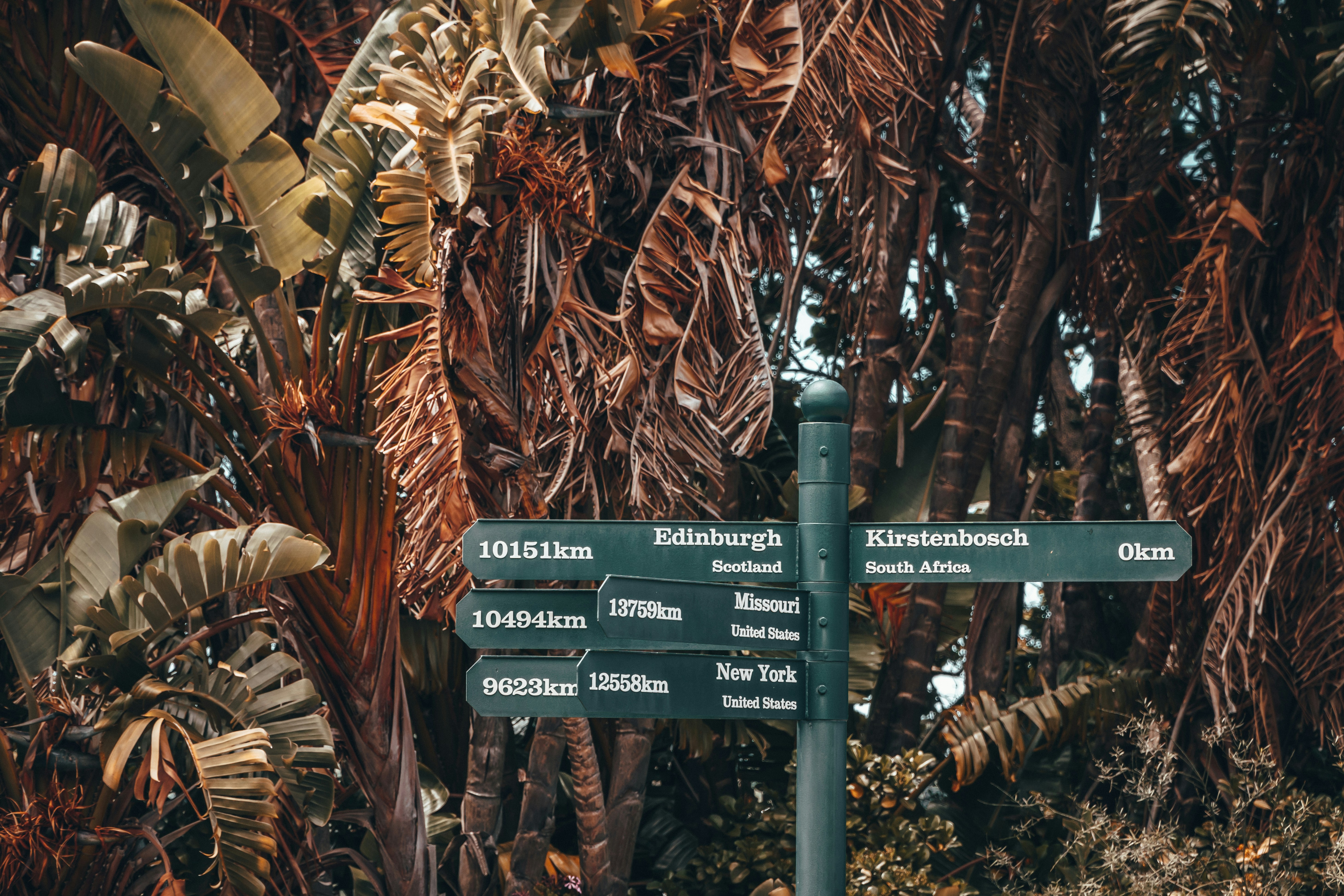Global Compass in the Green: A Signpost Pointing to Edinburgh, New York, and More Amid Dense Tropical Foliage