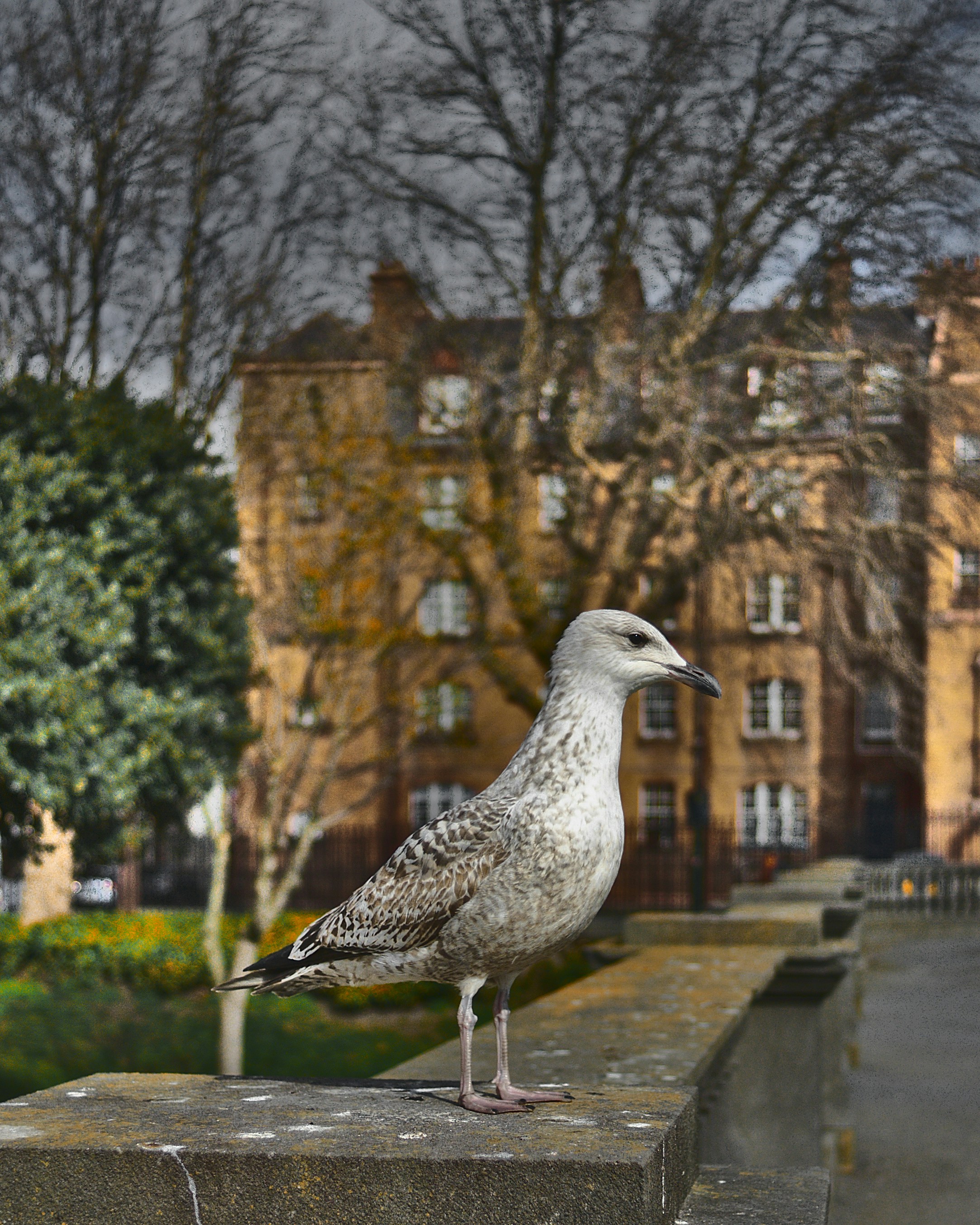 Urban Gull on a Weathered Ledge Against Brick Facades