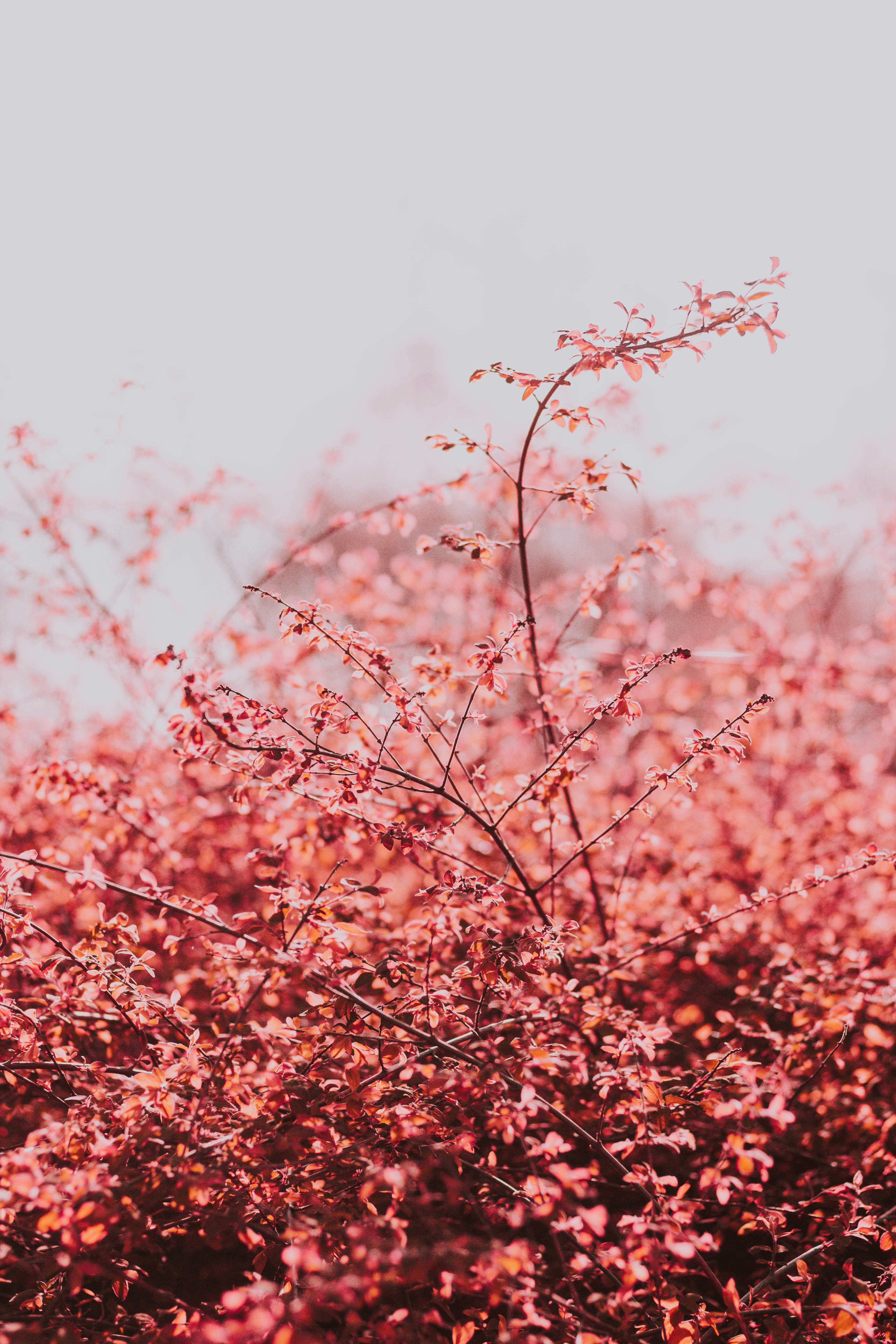 Red flowering tree photo – Free Plant Image on Unsplash