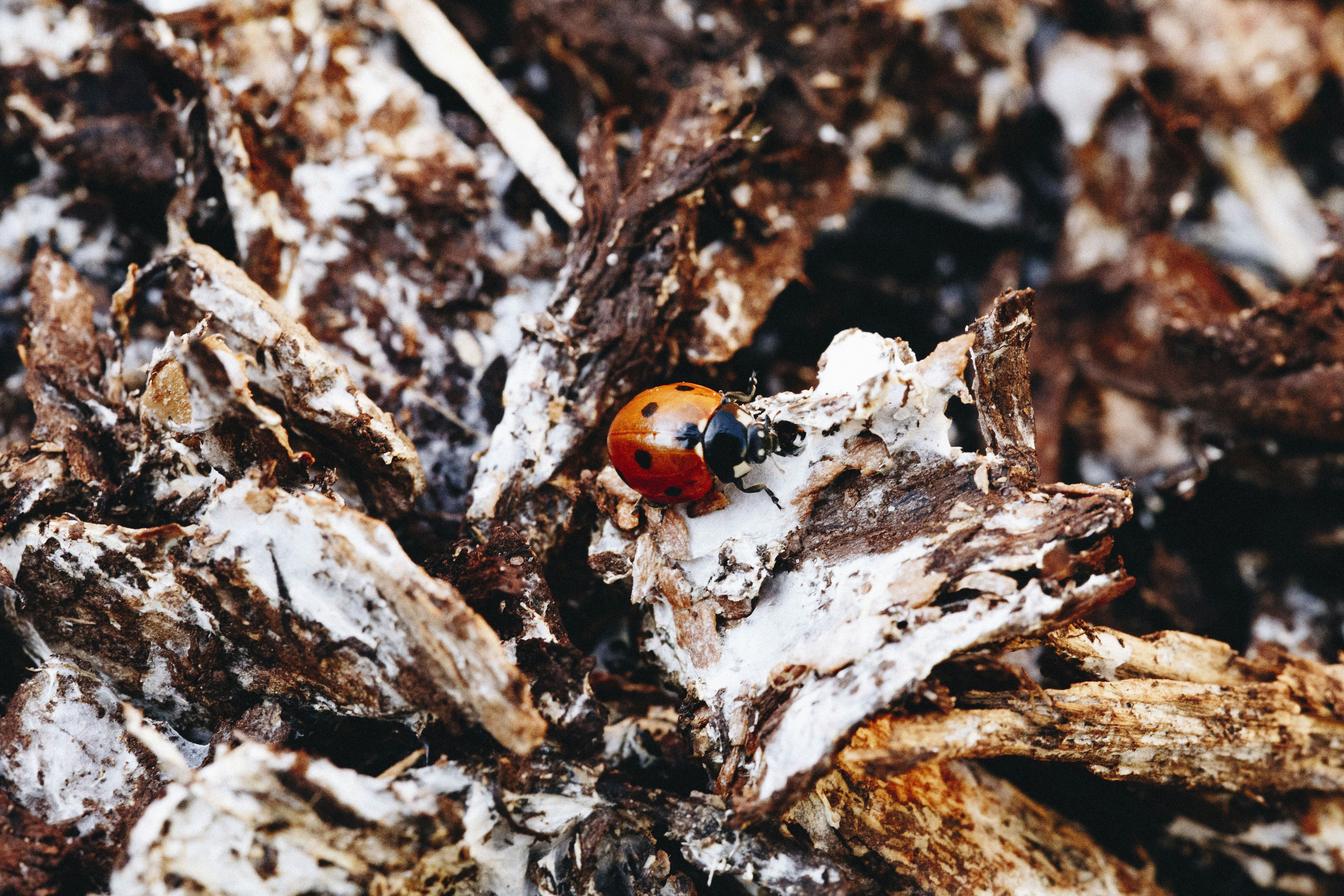 Crimson Beetle Amid Ash and Birch