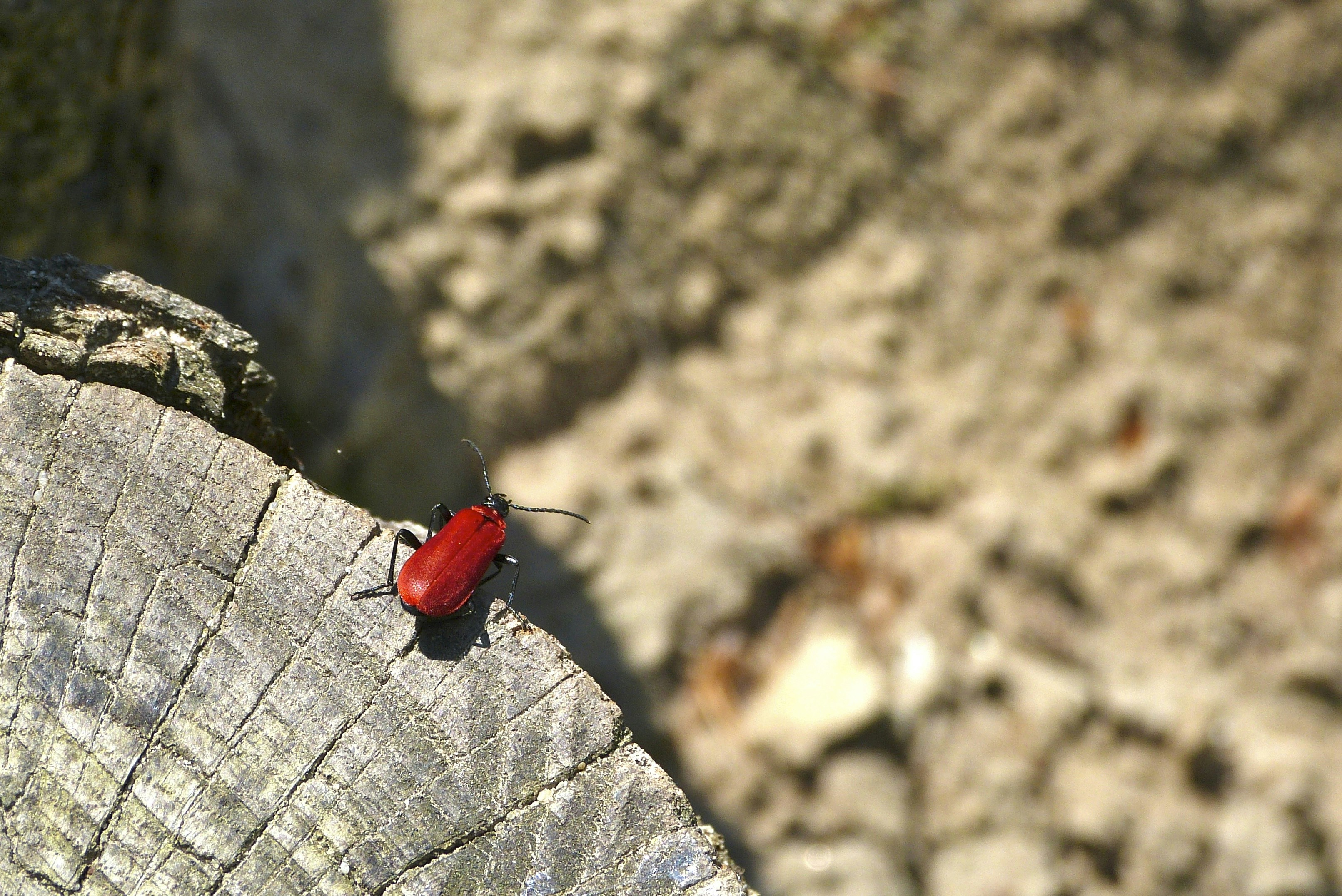 Crimson Beetle on a Weathered Stump in Sunlit Detail