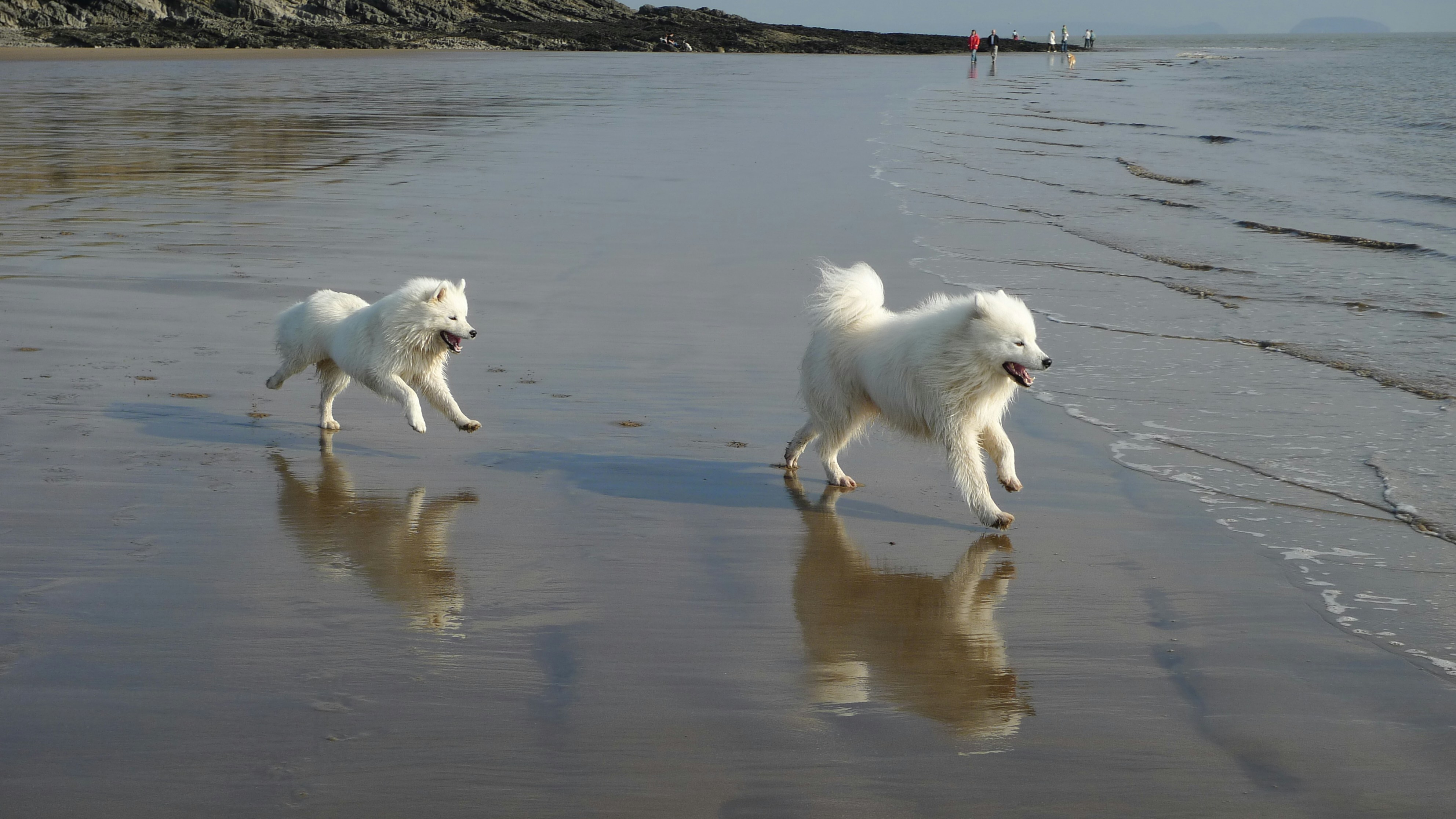 Two white dogs walking along the wet sand at the edge of the sea, their reflections visible on the smooth surface.