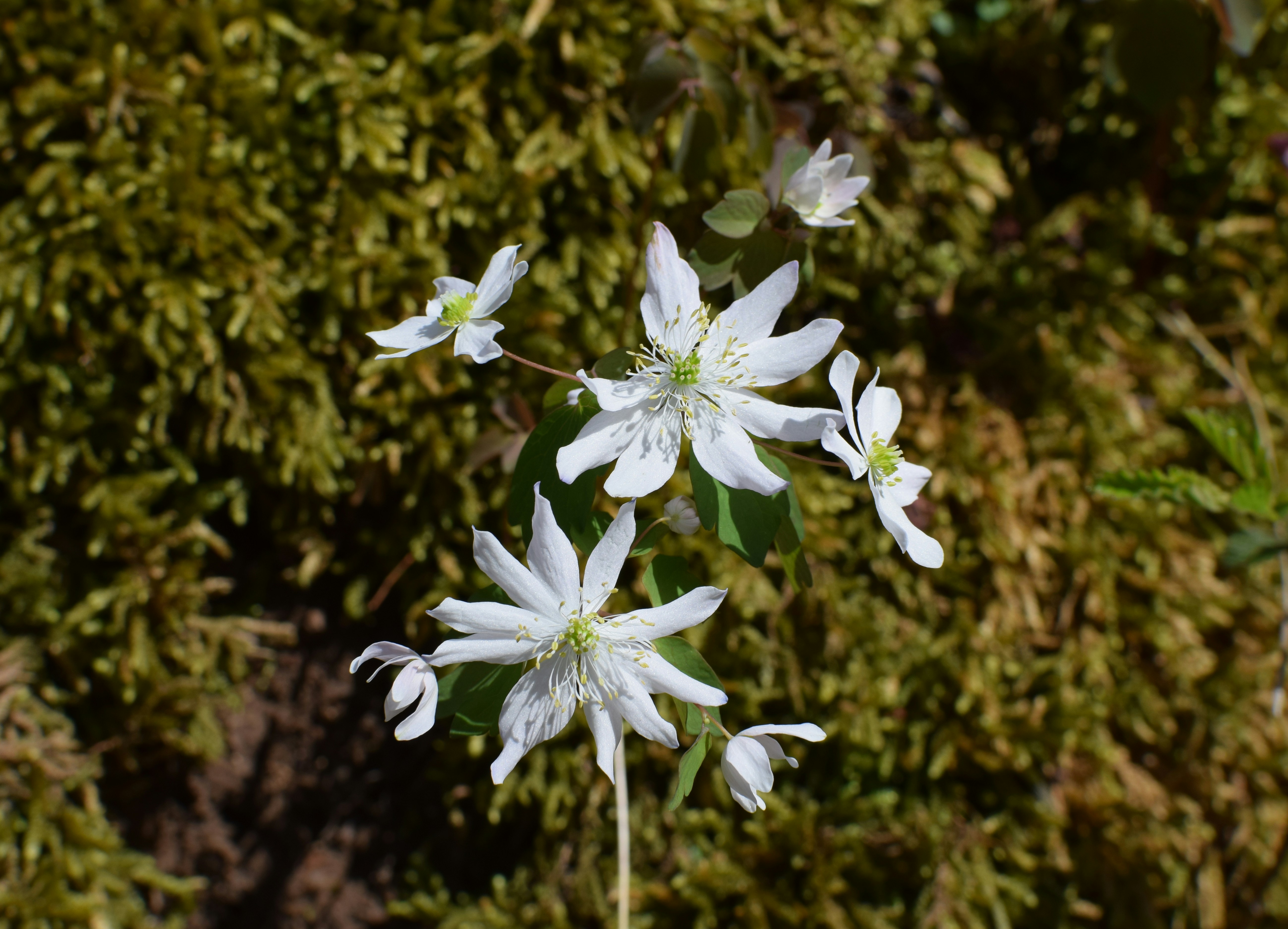 Spring's Early Bloom Against Mossy Backdrop