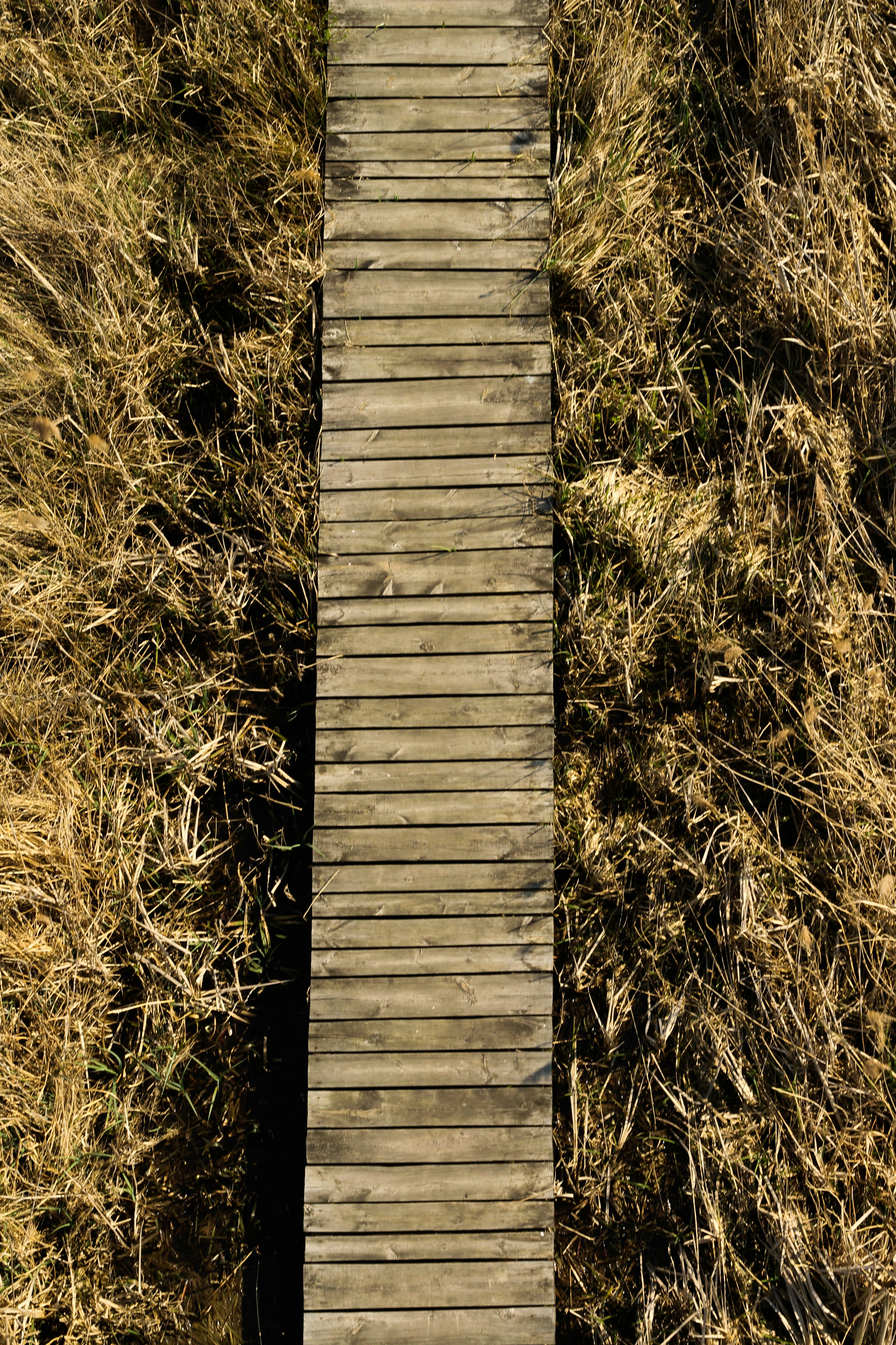 Amber Corridor: Aerial Boardwalk Through Autumn Reeds