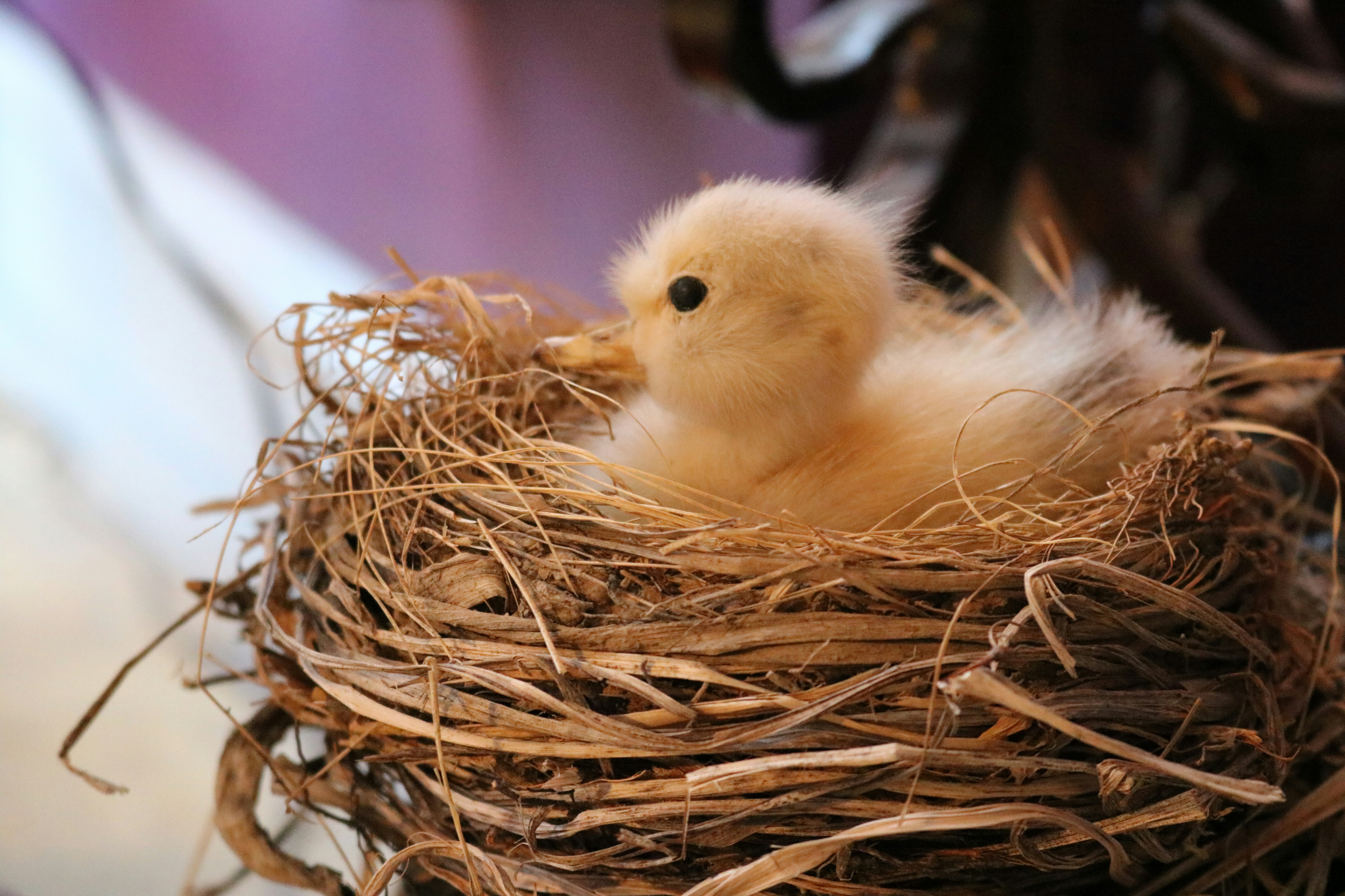 Nestling in the Warm Tangle: A Tiny Duckling’s Quiet Vigil