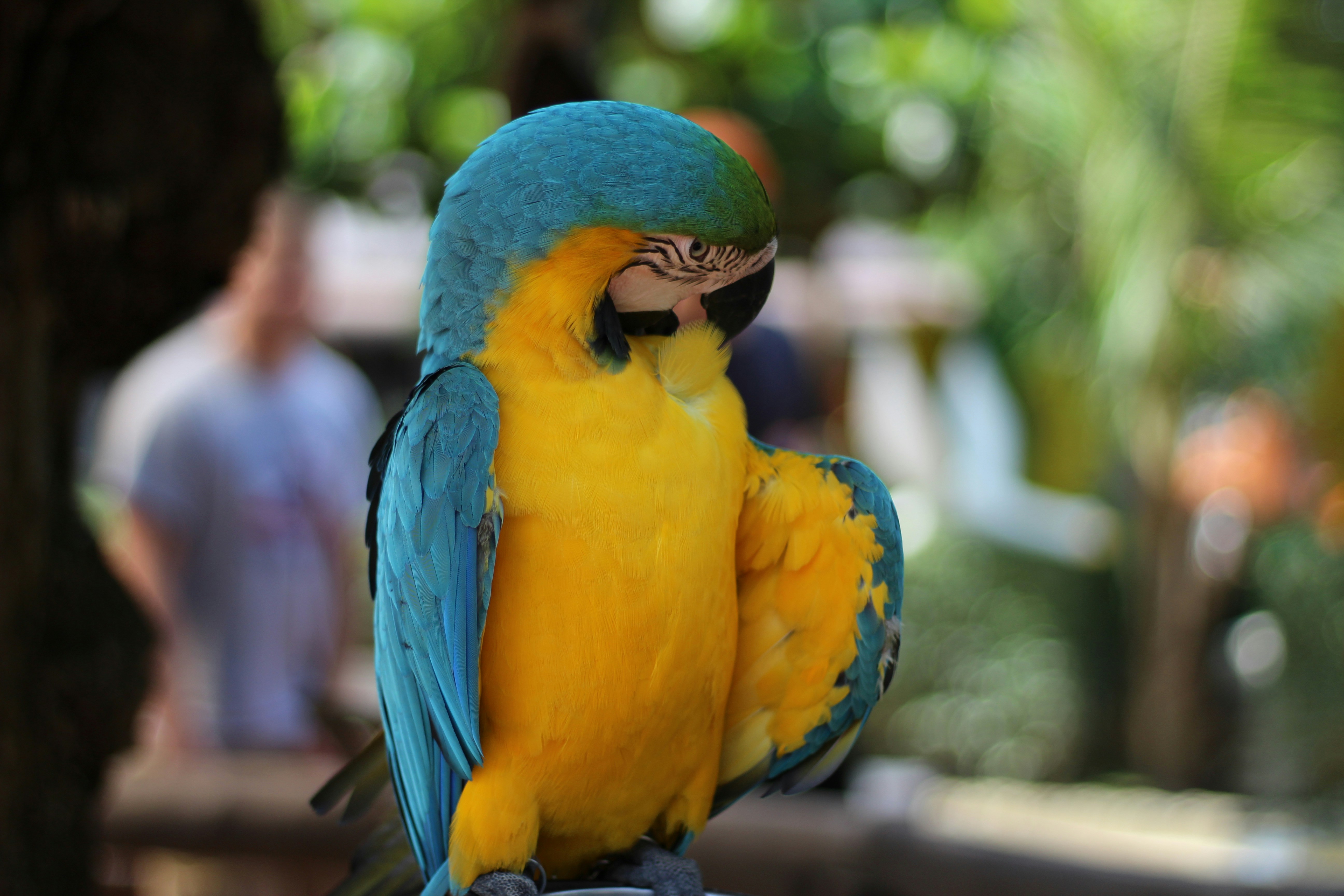 selective focus photography of yellow and teal parrot