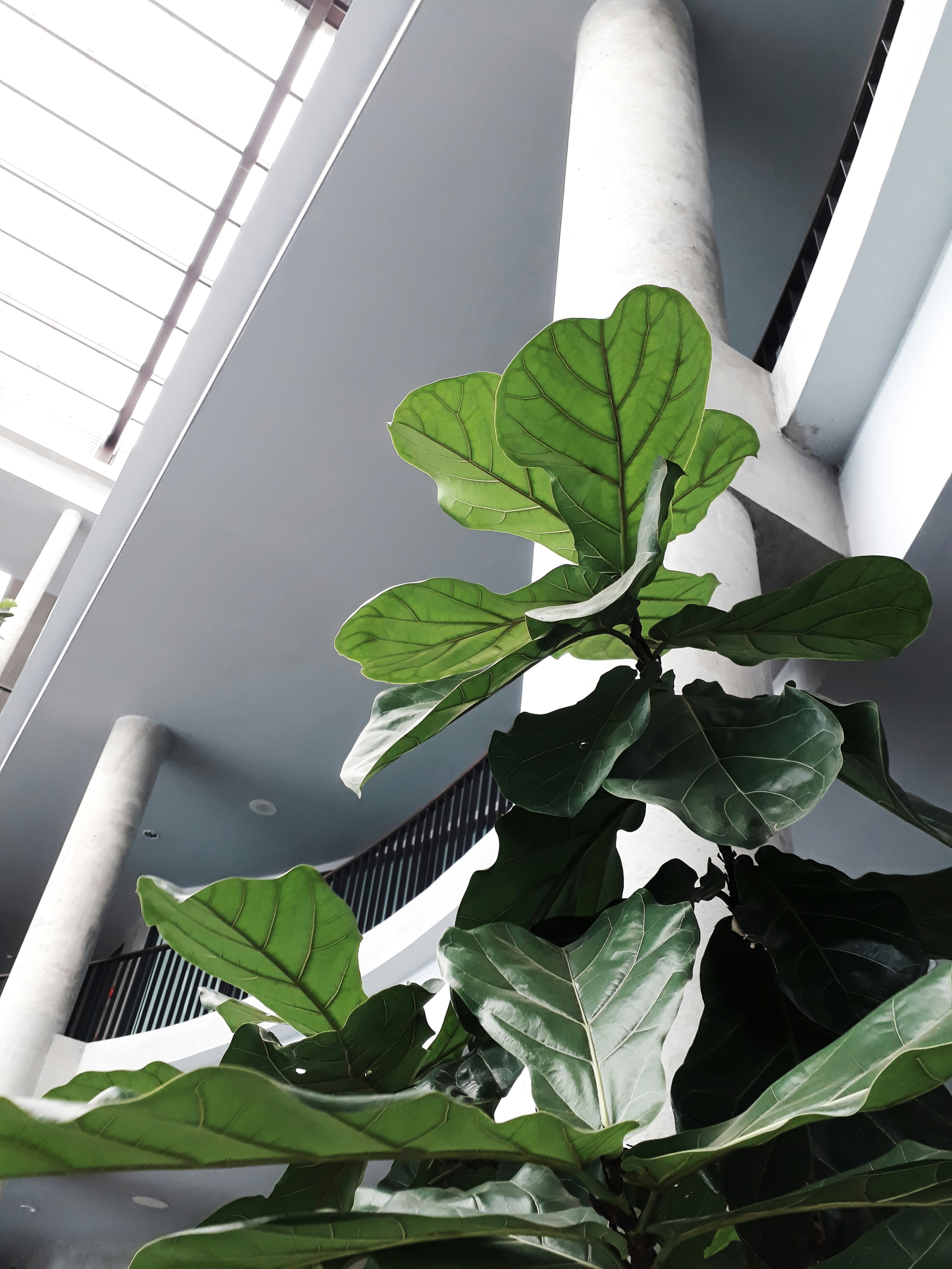 Fiddle leaf fig plant thrives in a contemporary indoor space, showcasing vibrant green leaves against a backdrop of structural columns and soft blue walls.