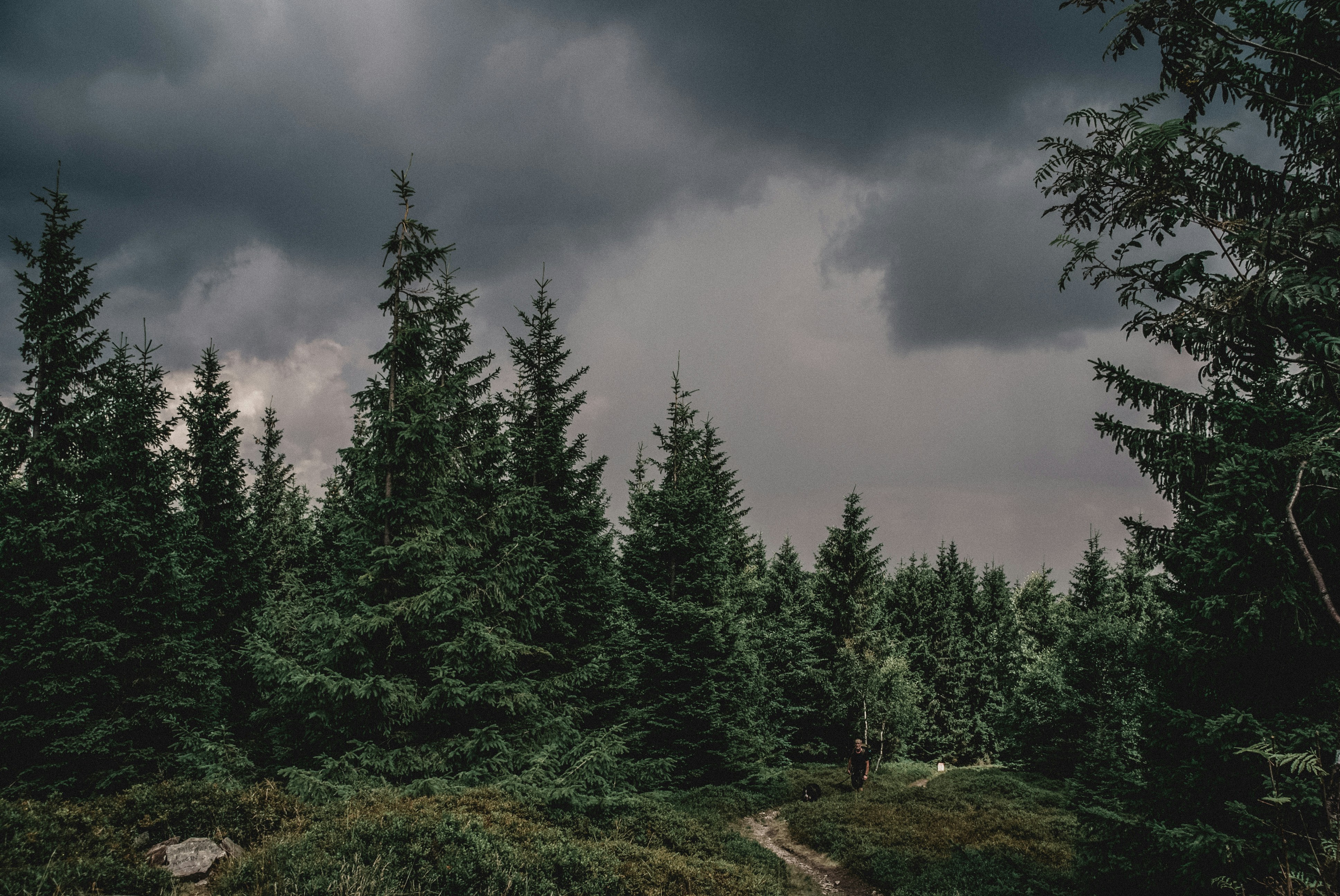 Dense evergreen trees surround a winding path leading into a shadowy forest, with ominous clouds looming overhead.