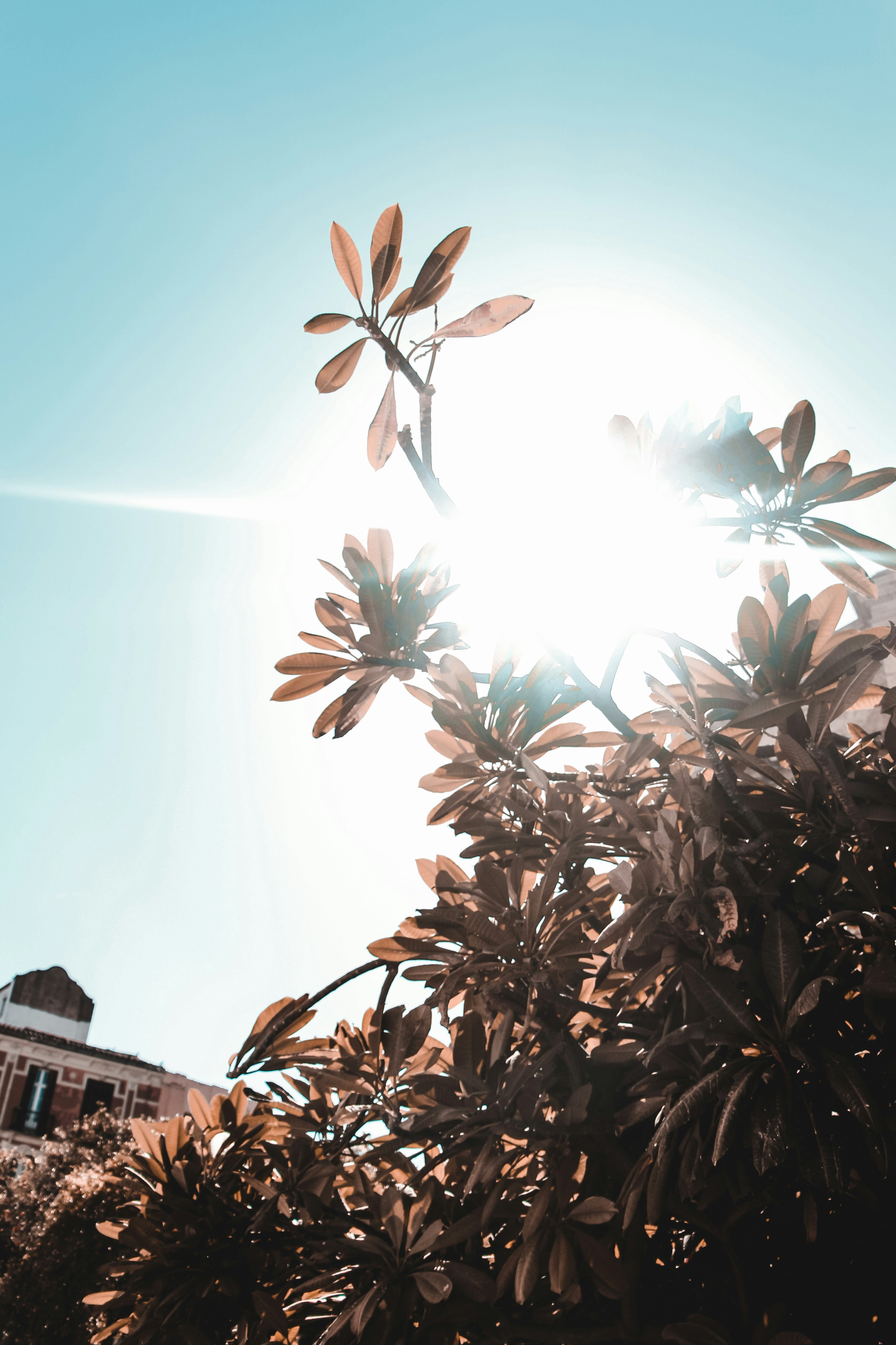 brown plant during daytime