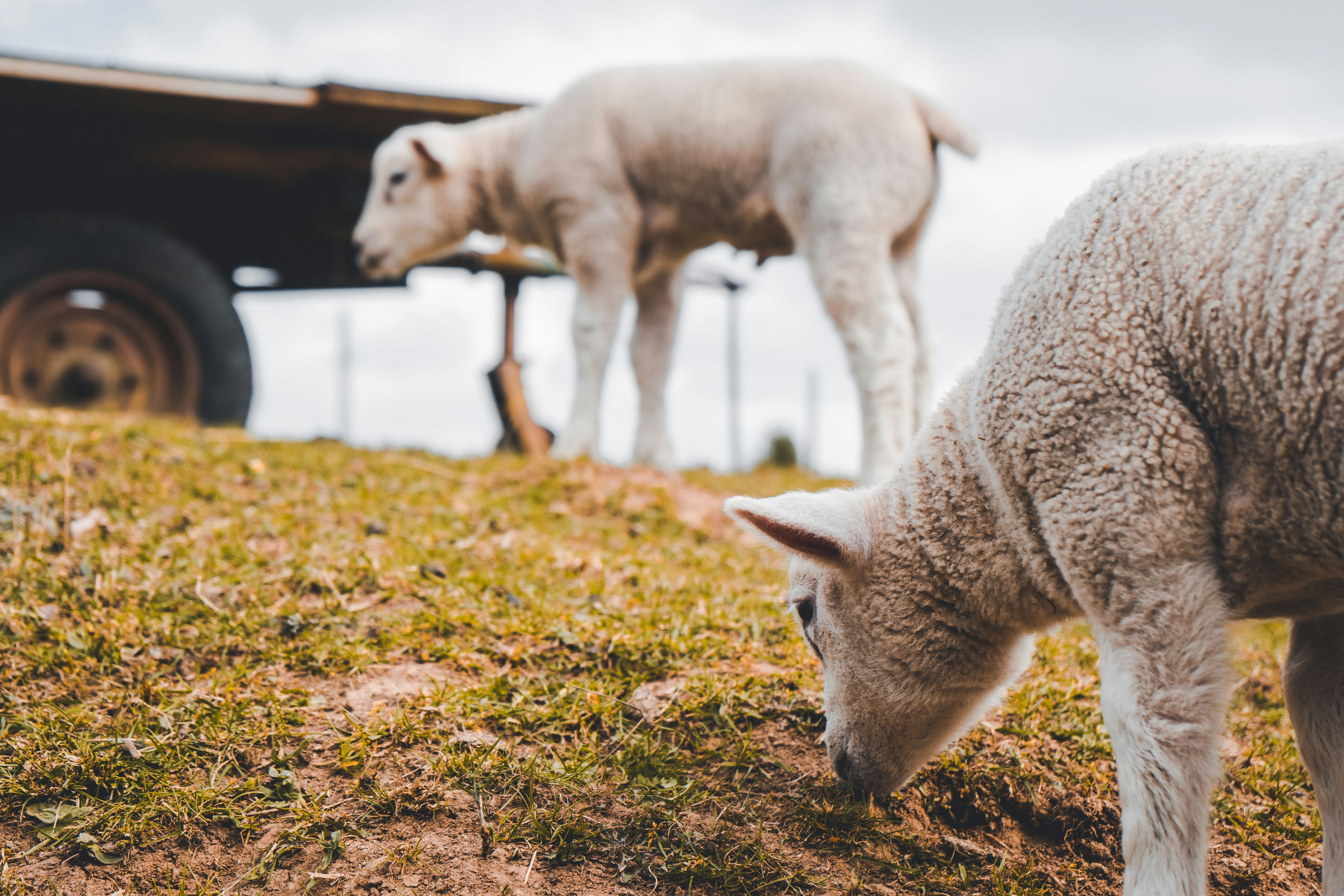 Two lambs graze on a grassy hillside near a rustic trailer under an overcast sky.