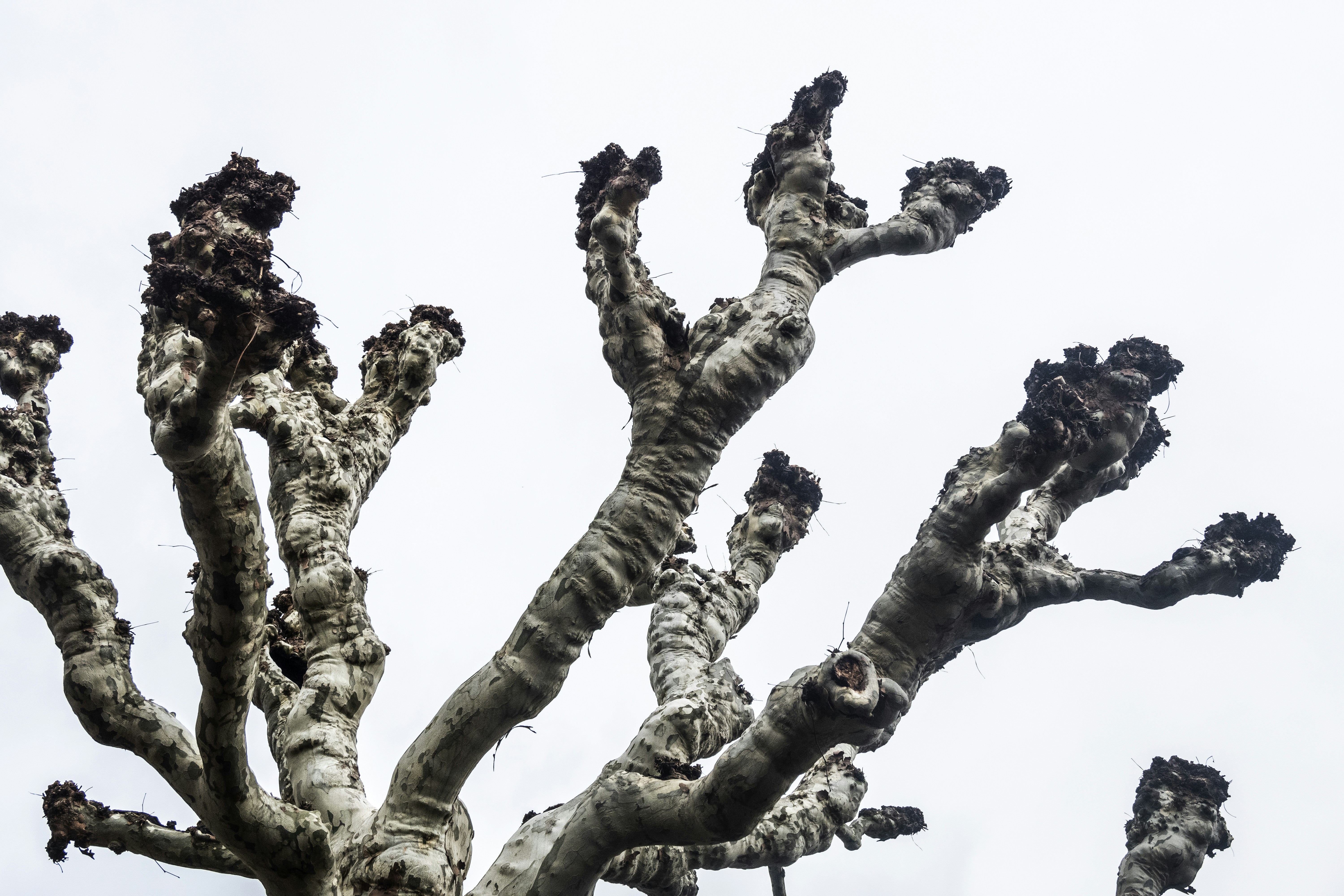 Bare Branches Reaching Toward a Pale Sky