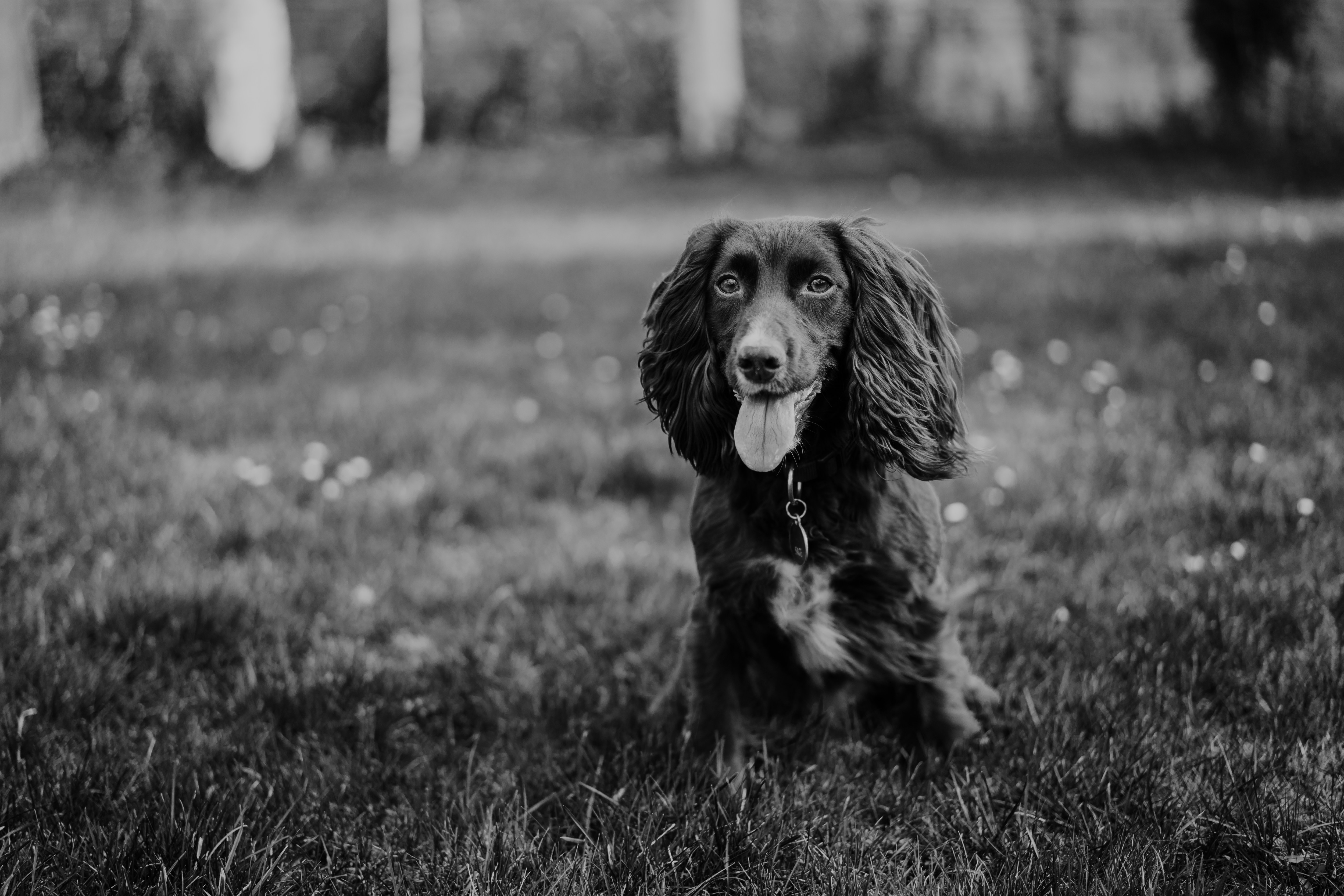 A playful dog sits on lush grass, captured in a striking black and white format that emphasizes its expressive features.