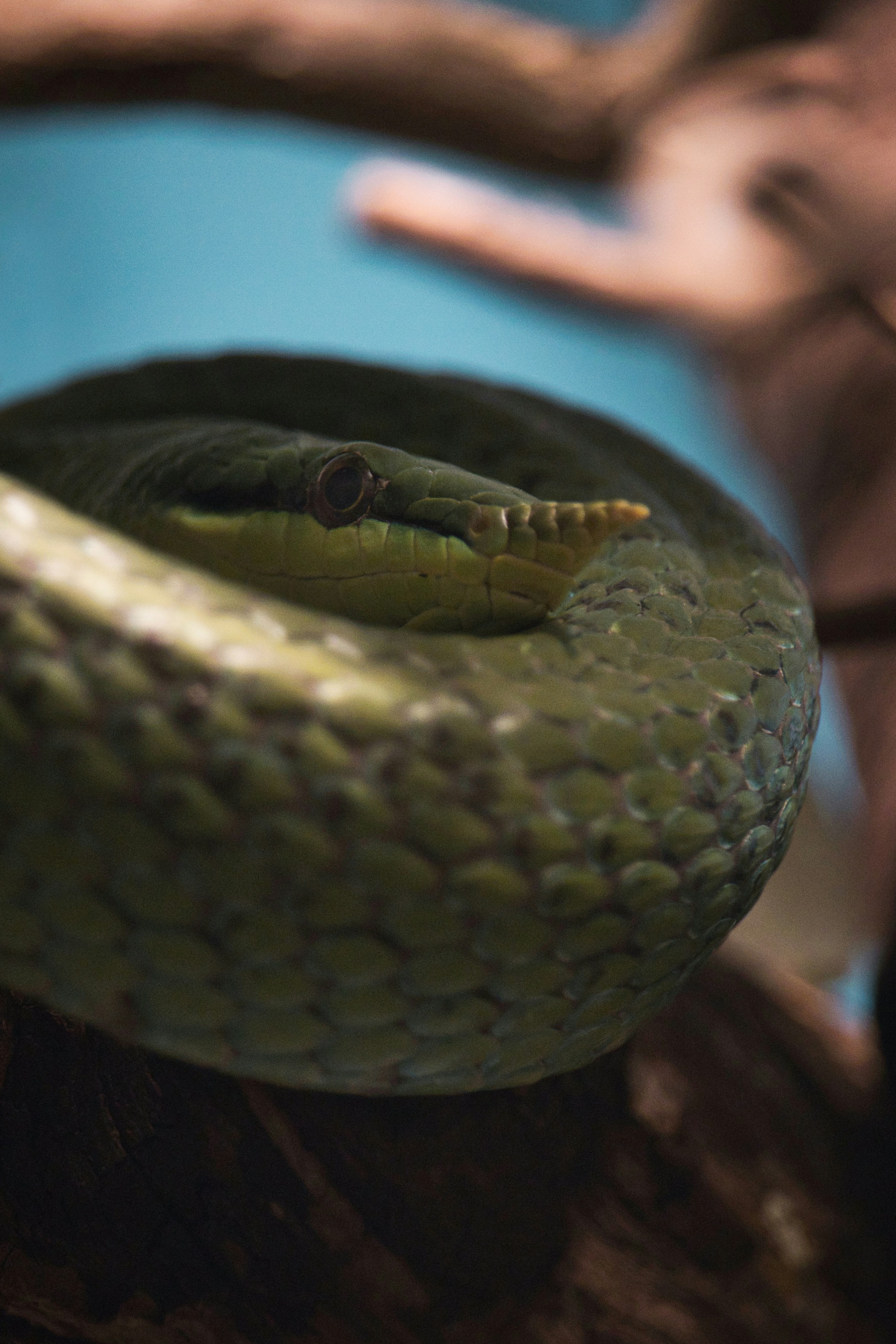 Emerald Coil: Close-Up on a Green Snake's Eye and Scales