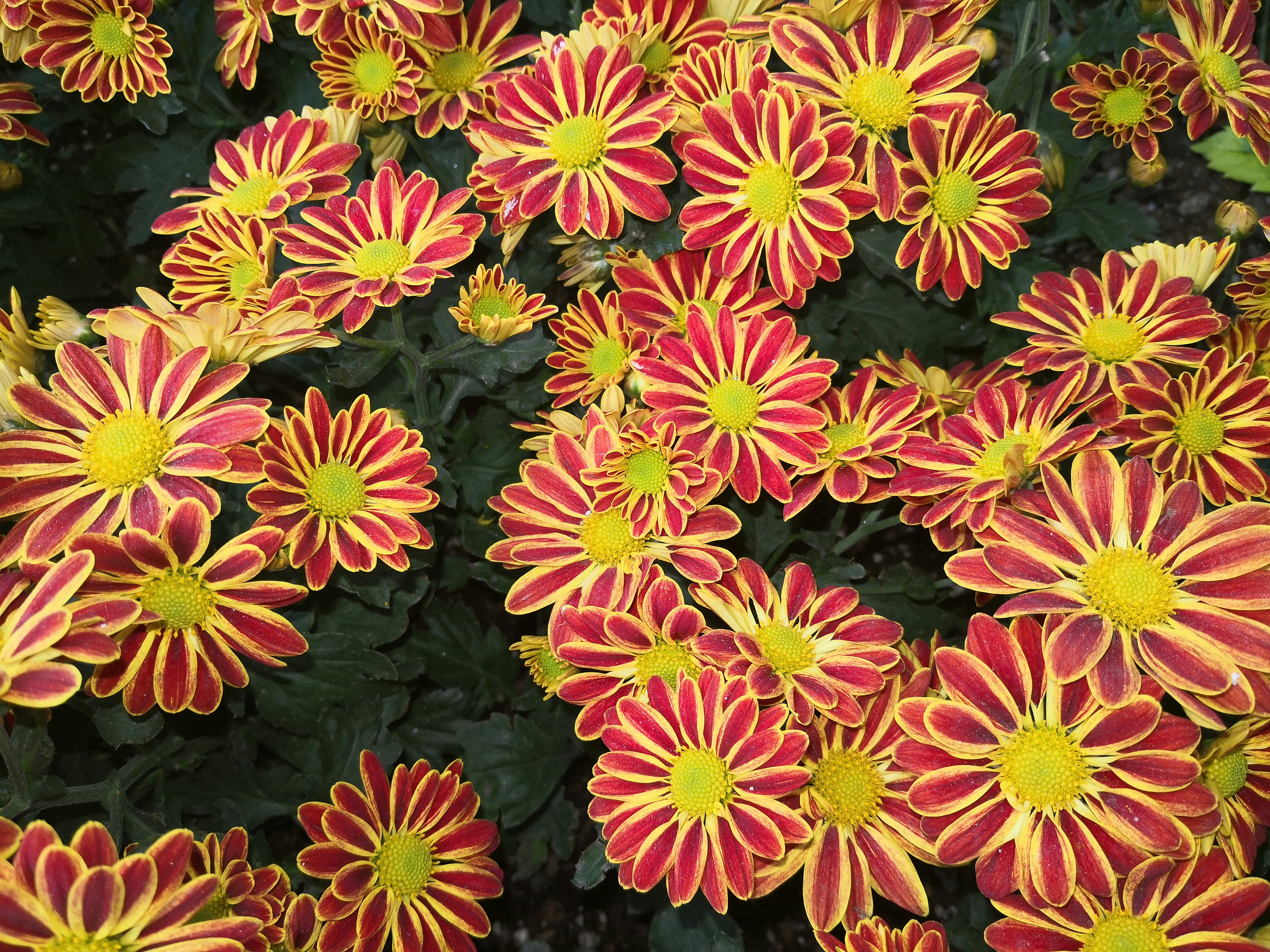 Sunlit Chrysanthemums: A Flame of Yellow and Pink Petals