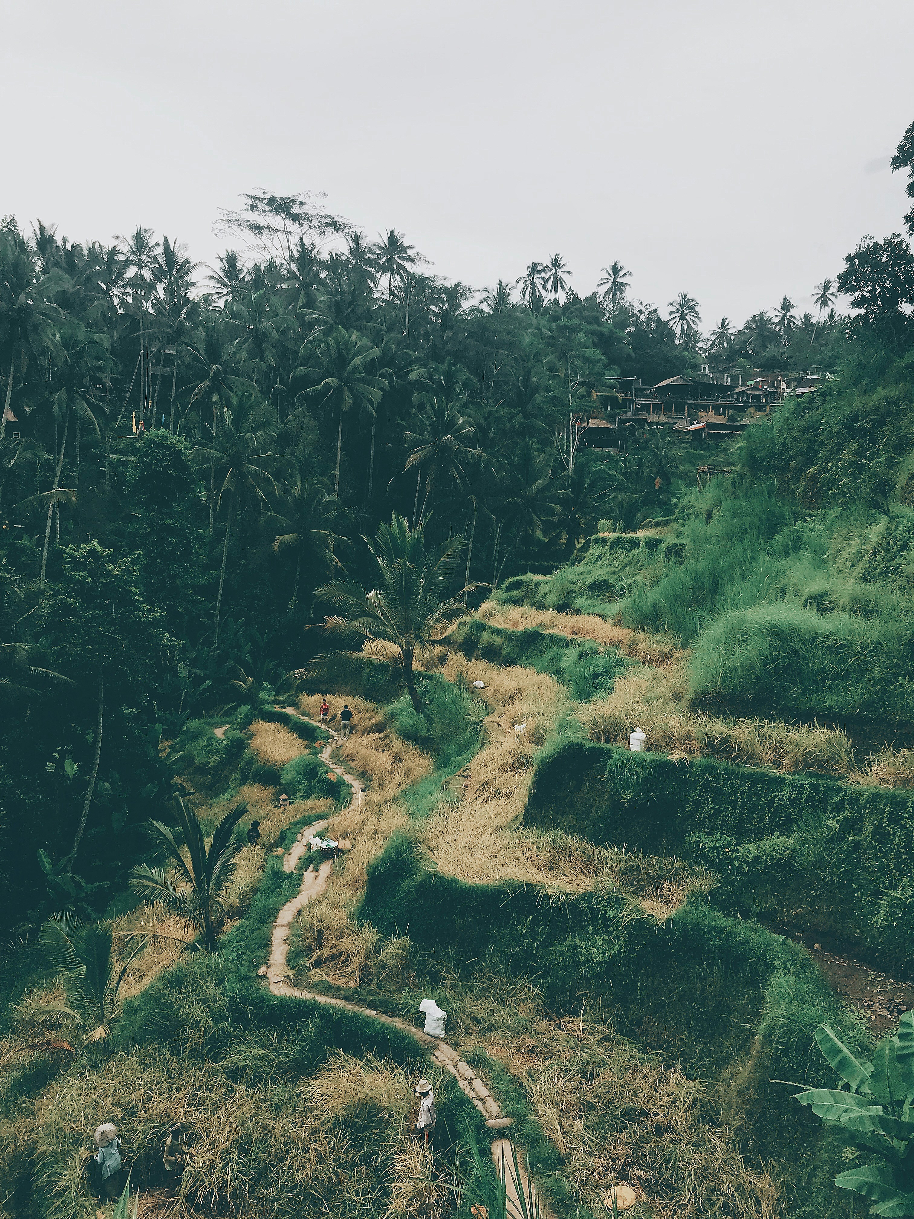 Green grass stair rice field photo – Free Kabupaten gianyar Image on ...