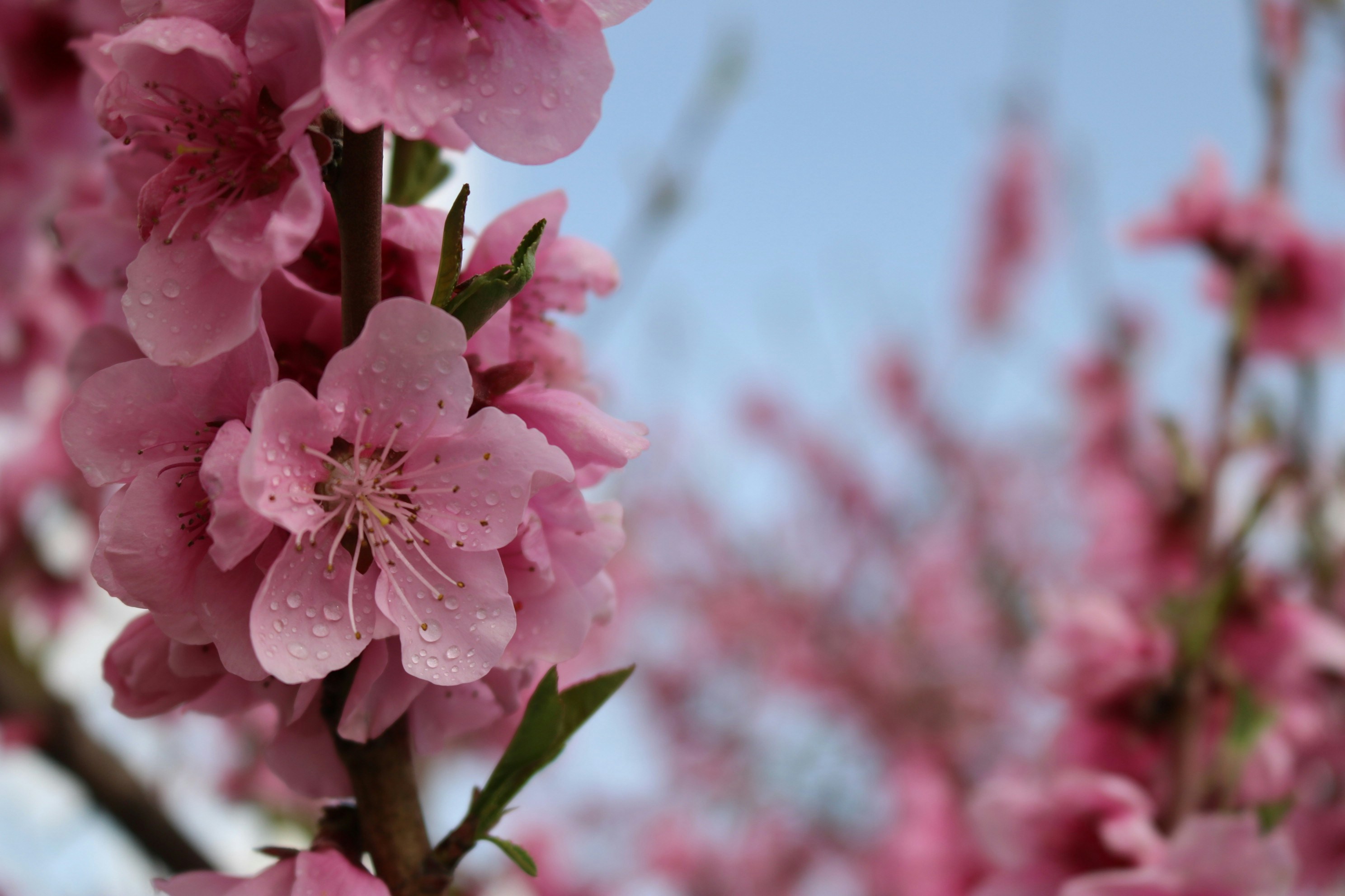 Dew on Pink Petals: a close-up of spring's whispered bloom