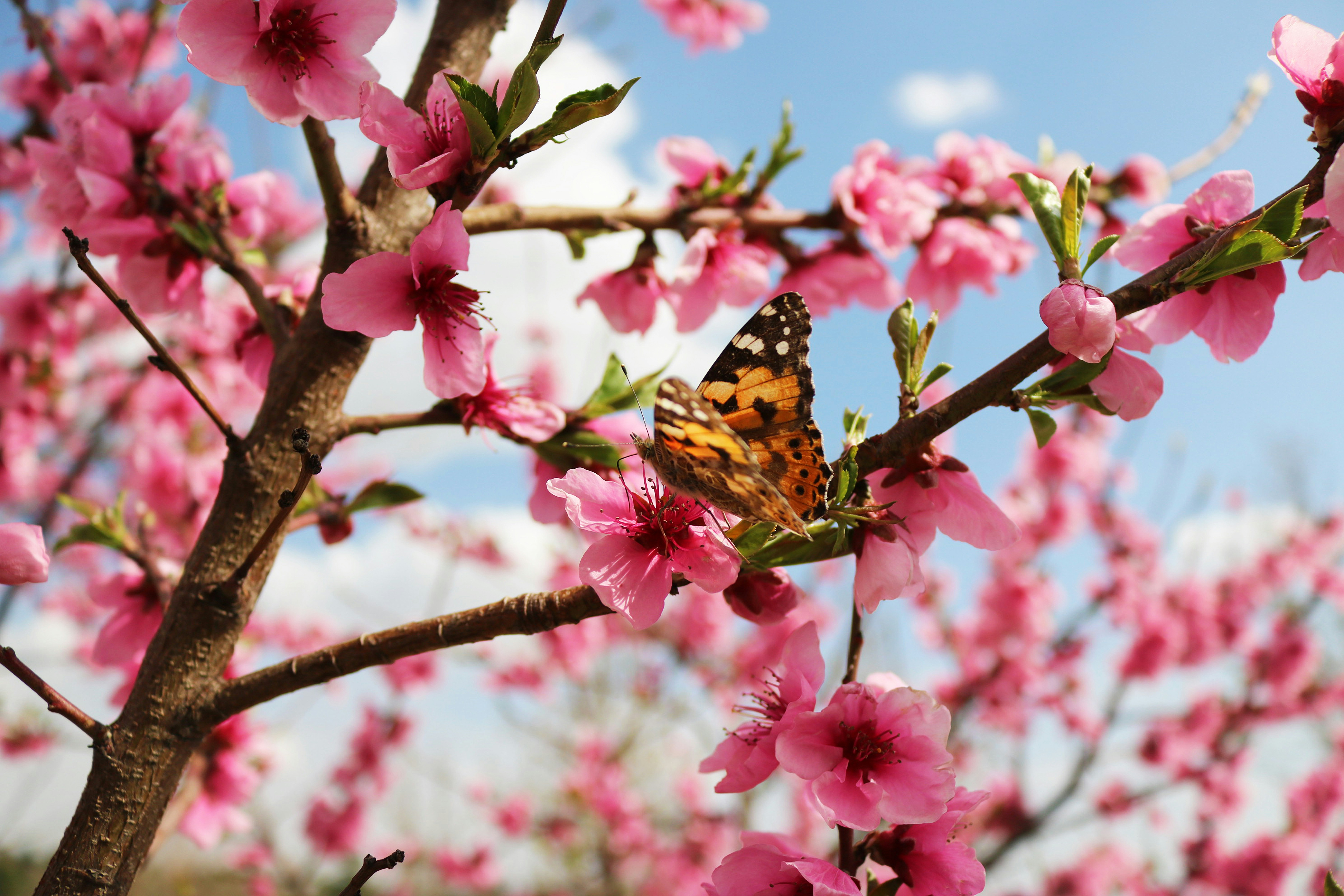A butterfly perched delicately among vibrant pink blossoms, showcasing the beauty of spring in full bloom.