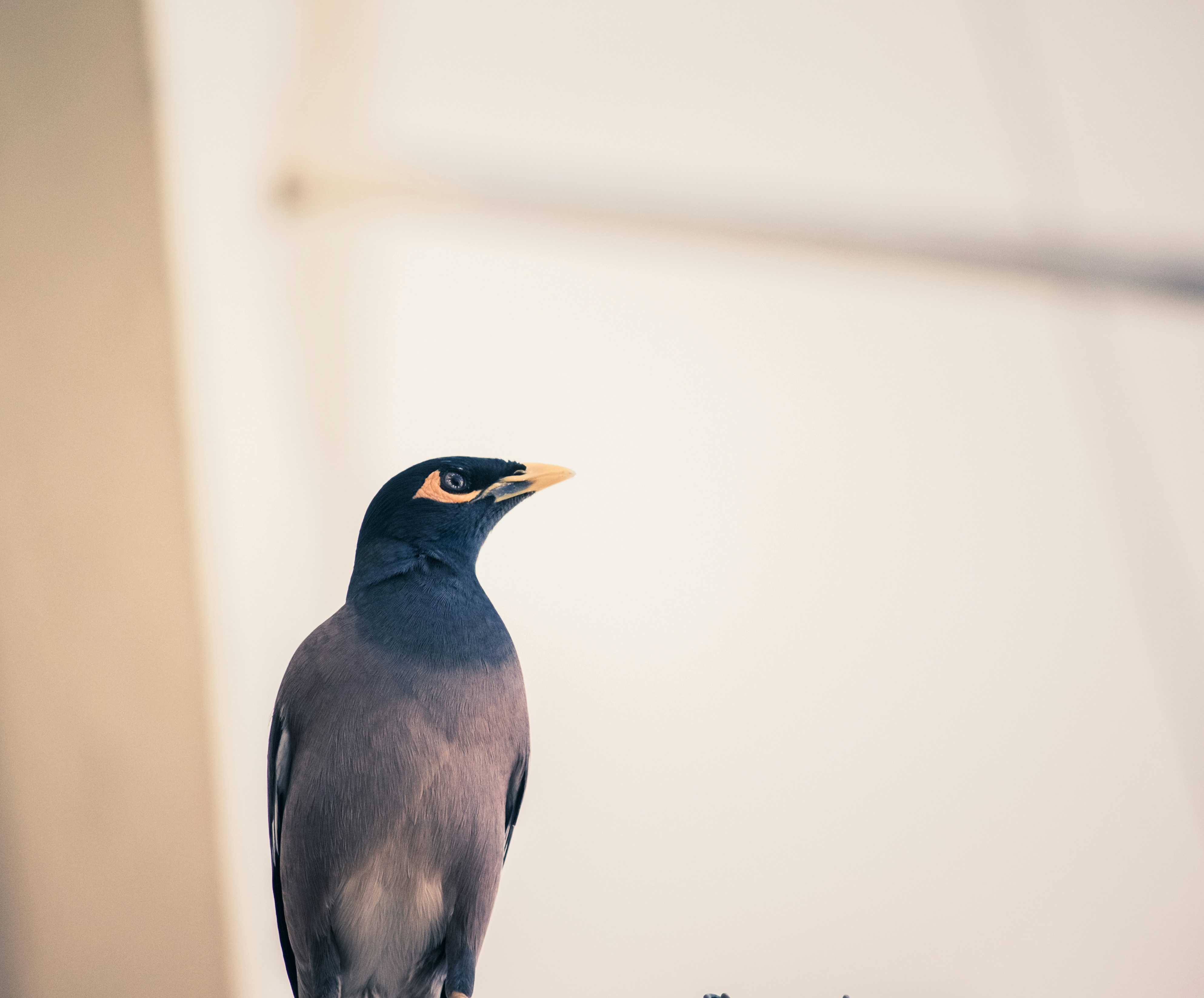 Common Myna not so common