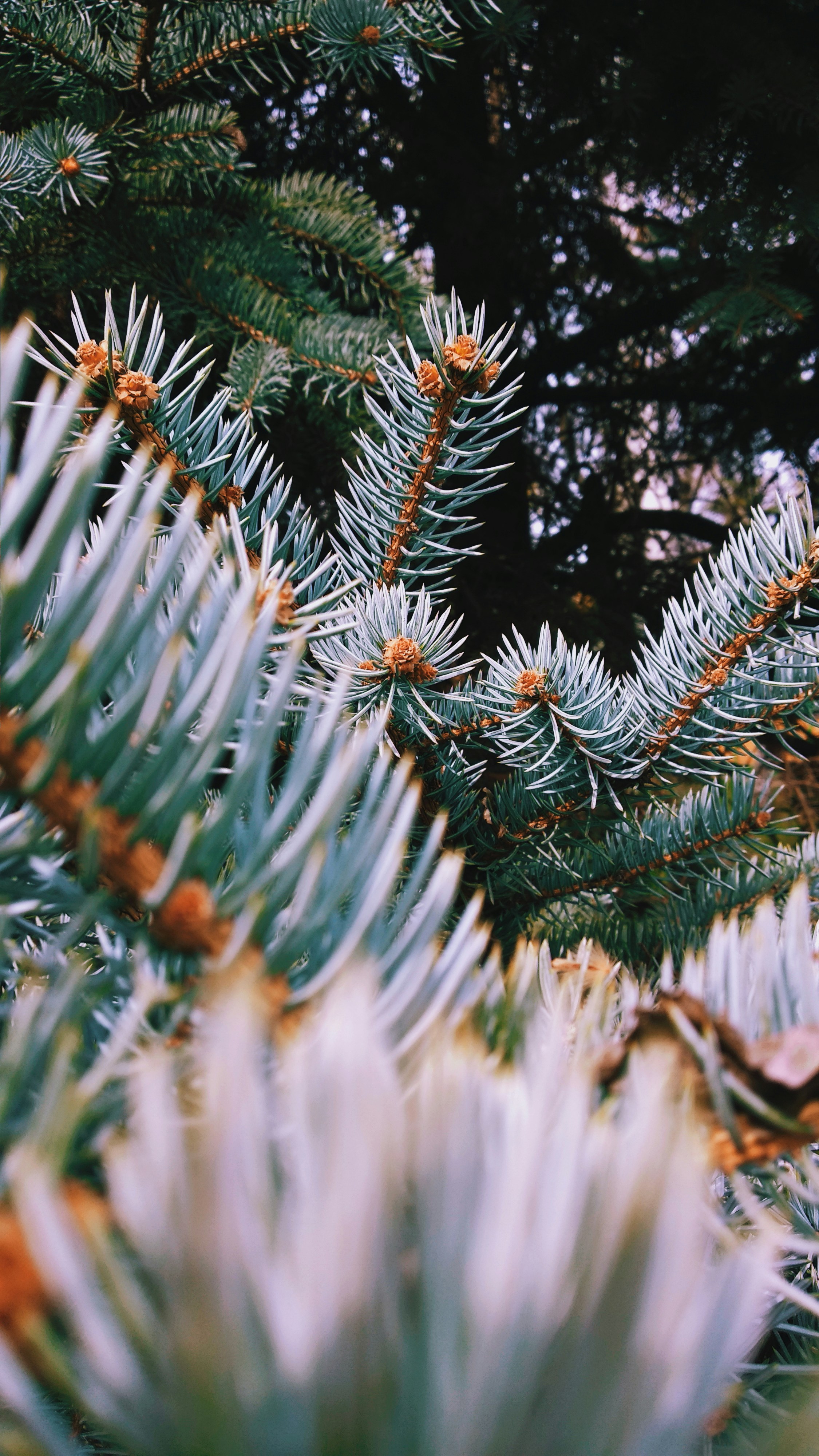 Close-up view of evergreen branches showcasing delicate needles and cones against a dark backdrop. A study in texture and color.