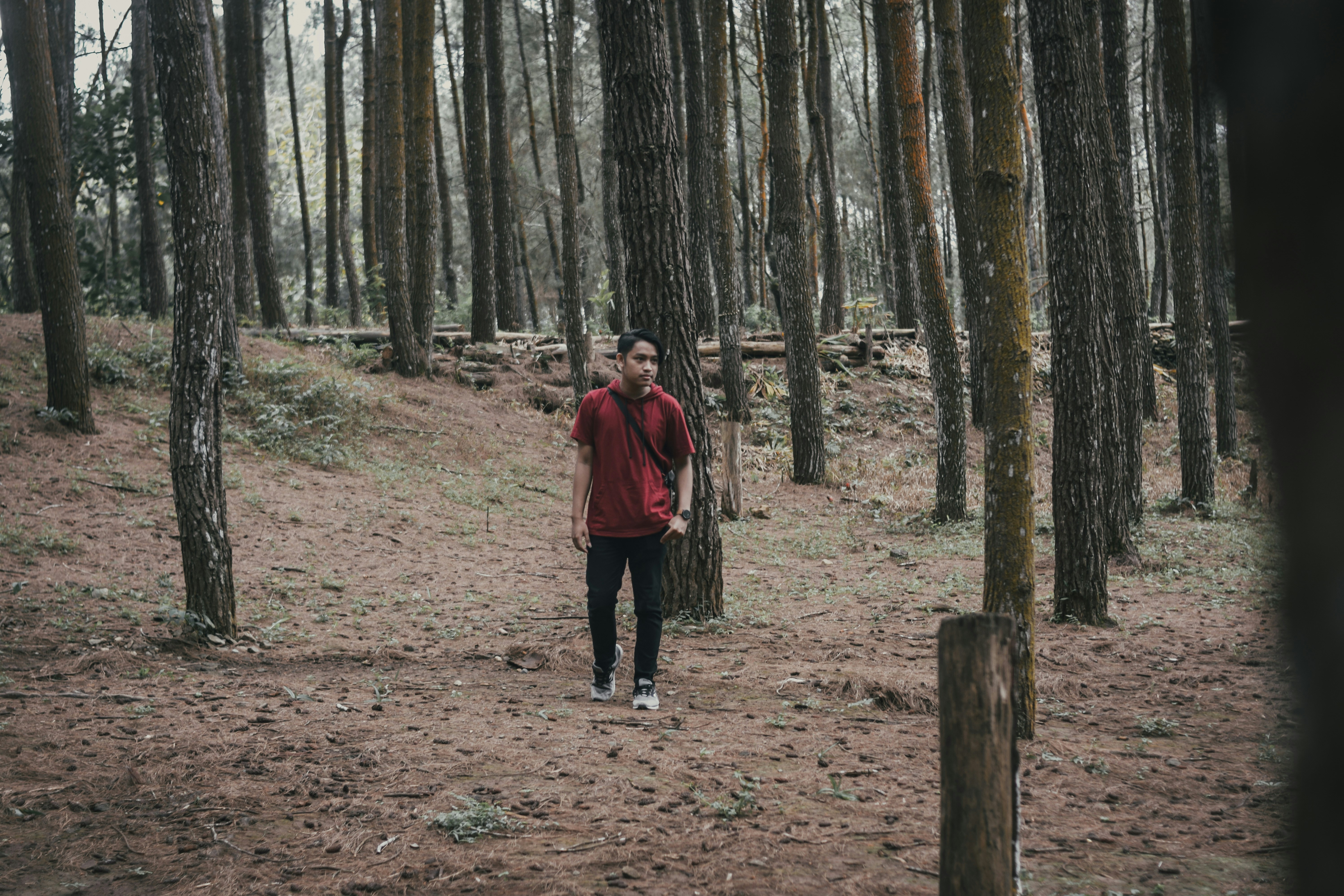 Man surround with trees photo – Free Grey Image on Unsplash