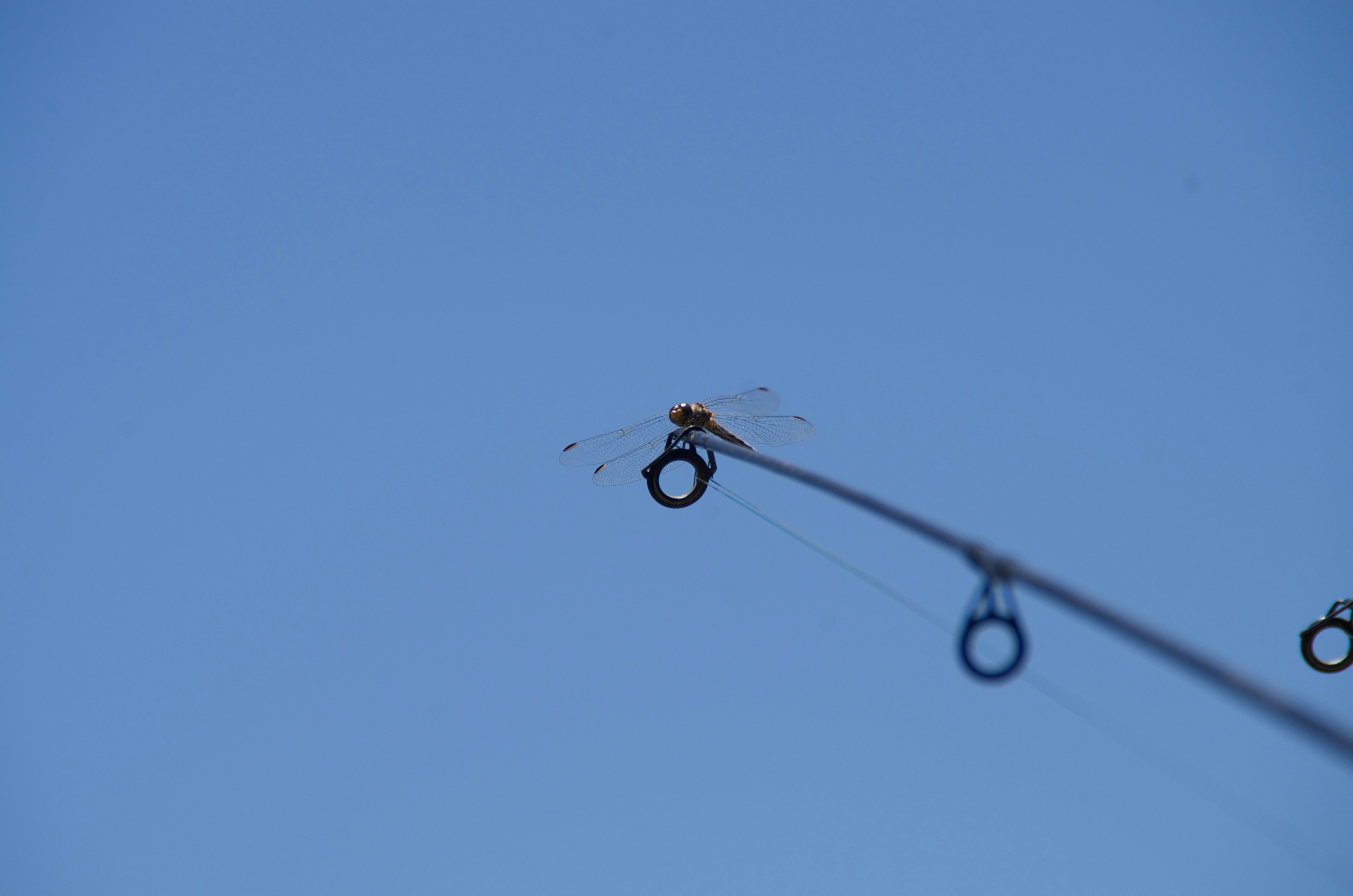 A dragonfly resting on the guide of a fishing rod against a clear blue sky.